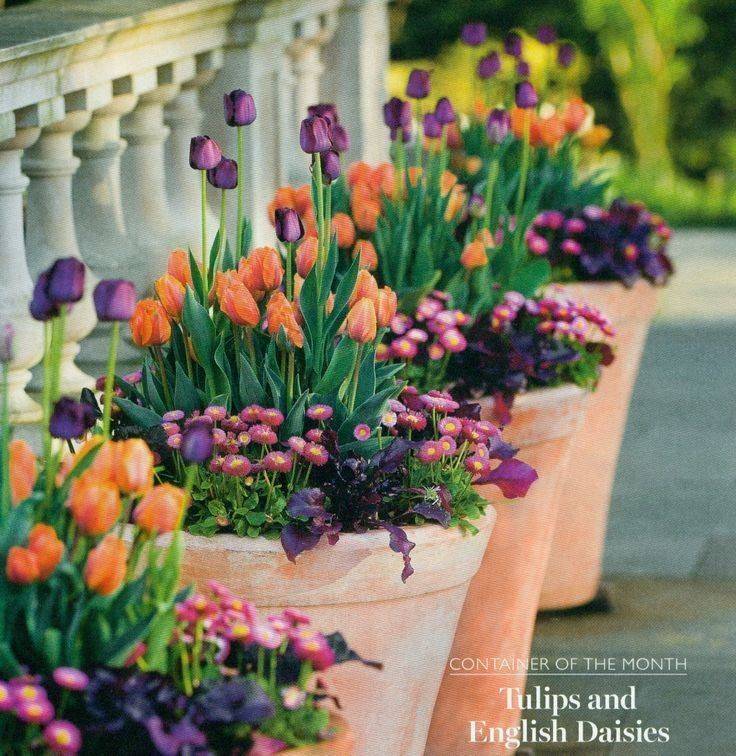 19 Spring Bulb Container Garden Ideas To Try This Year | SharonSable