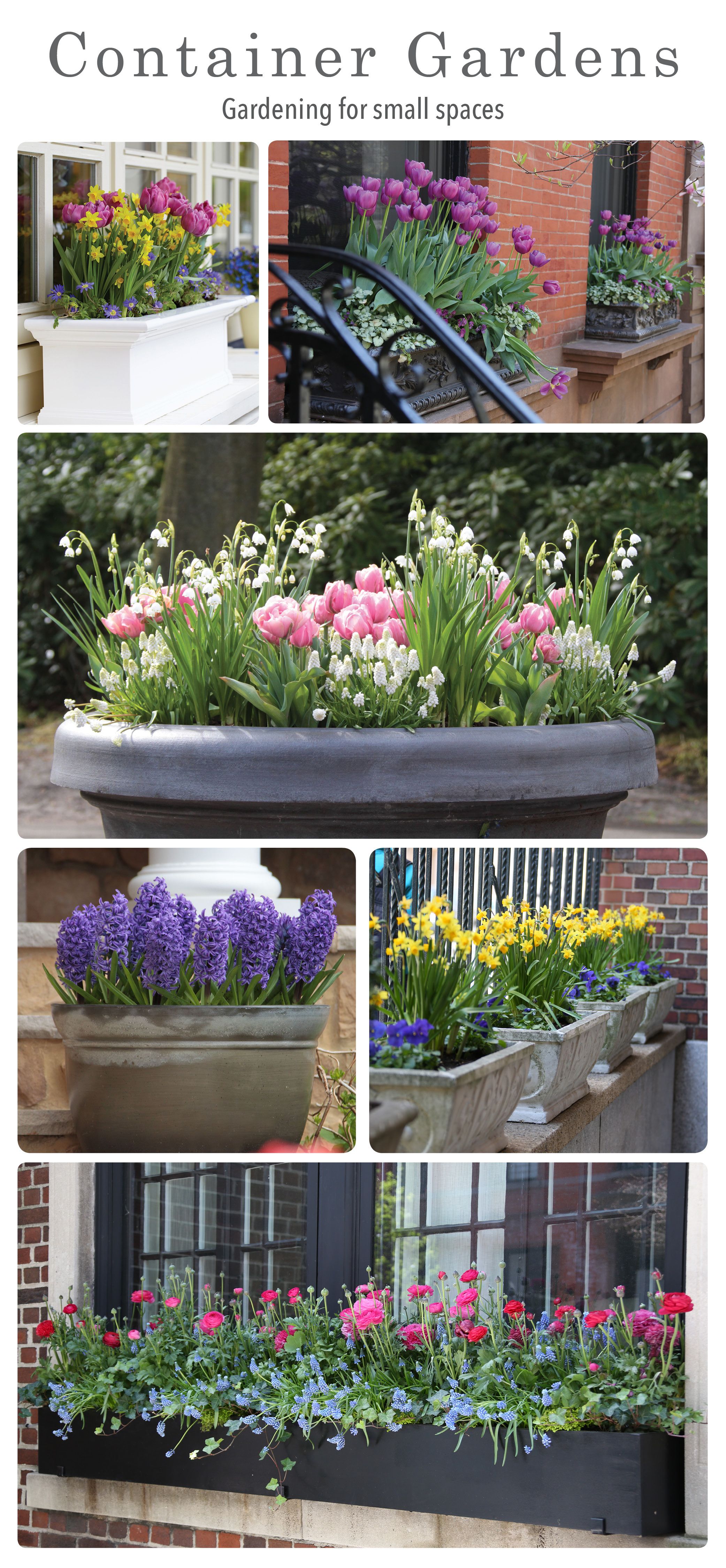 19 Spring Bulb Container Garden Ideas To Try This Year | SharonSable