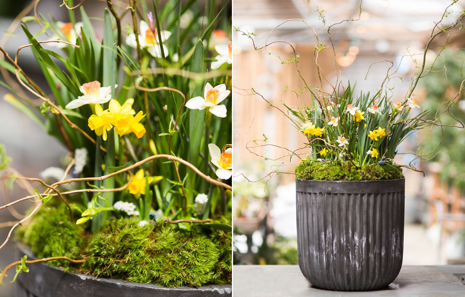 19 Spring Bulb Container Garden Ideas To Try This Year | SharonSable