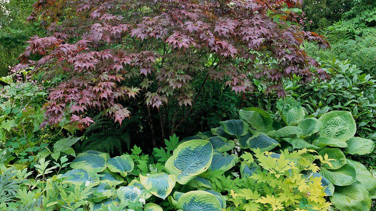 20 Shade Plants Japanese Garden Ideas You Must Look | SharonSable