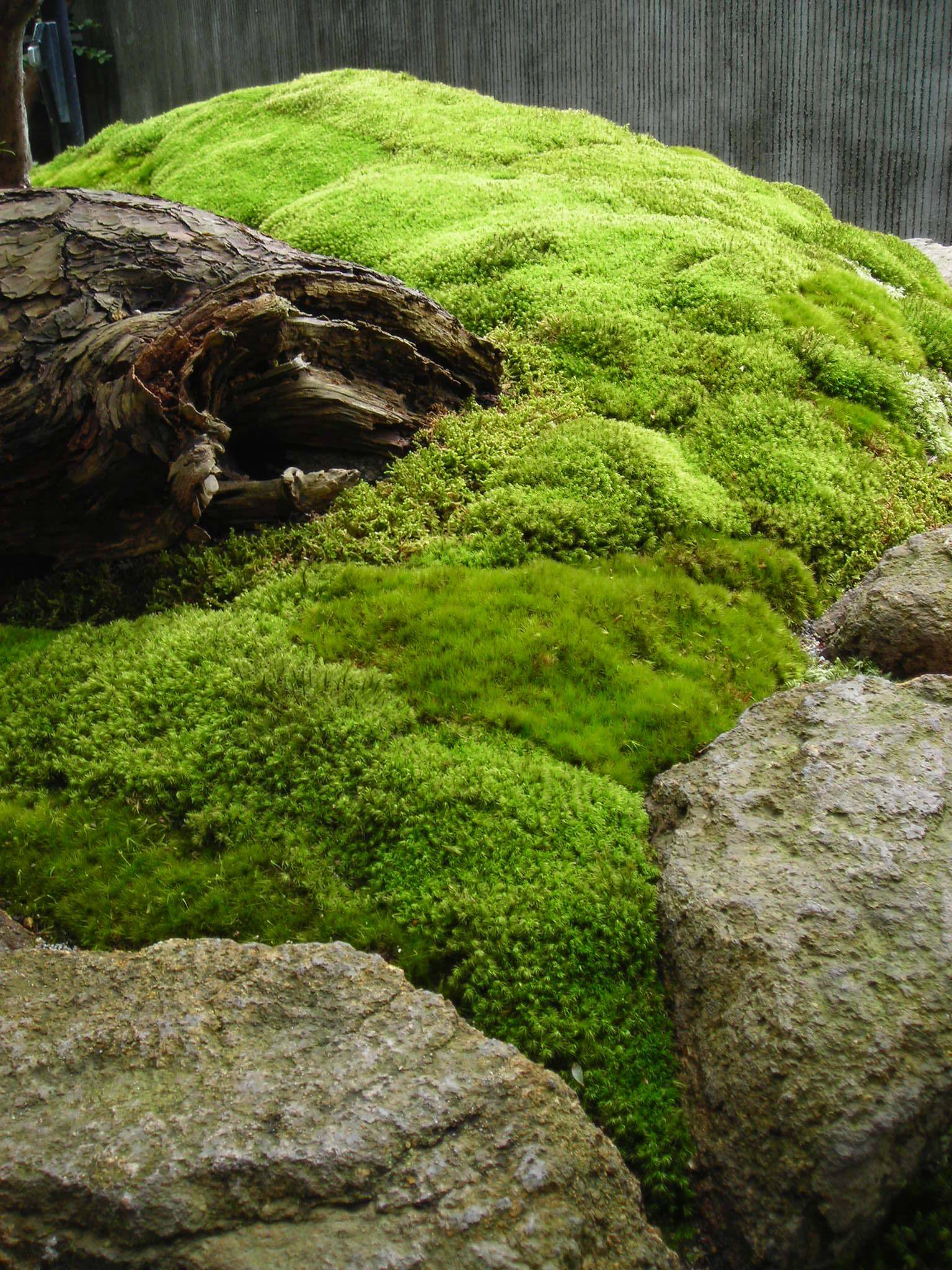 23 Moss Rock Garden Zen Ideas You Should Check | SharonSable