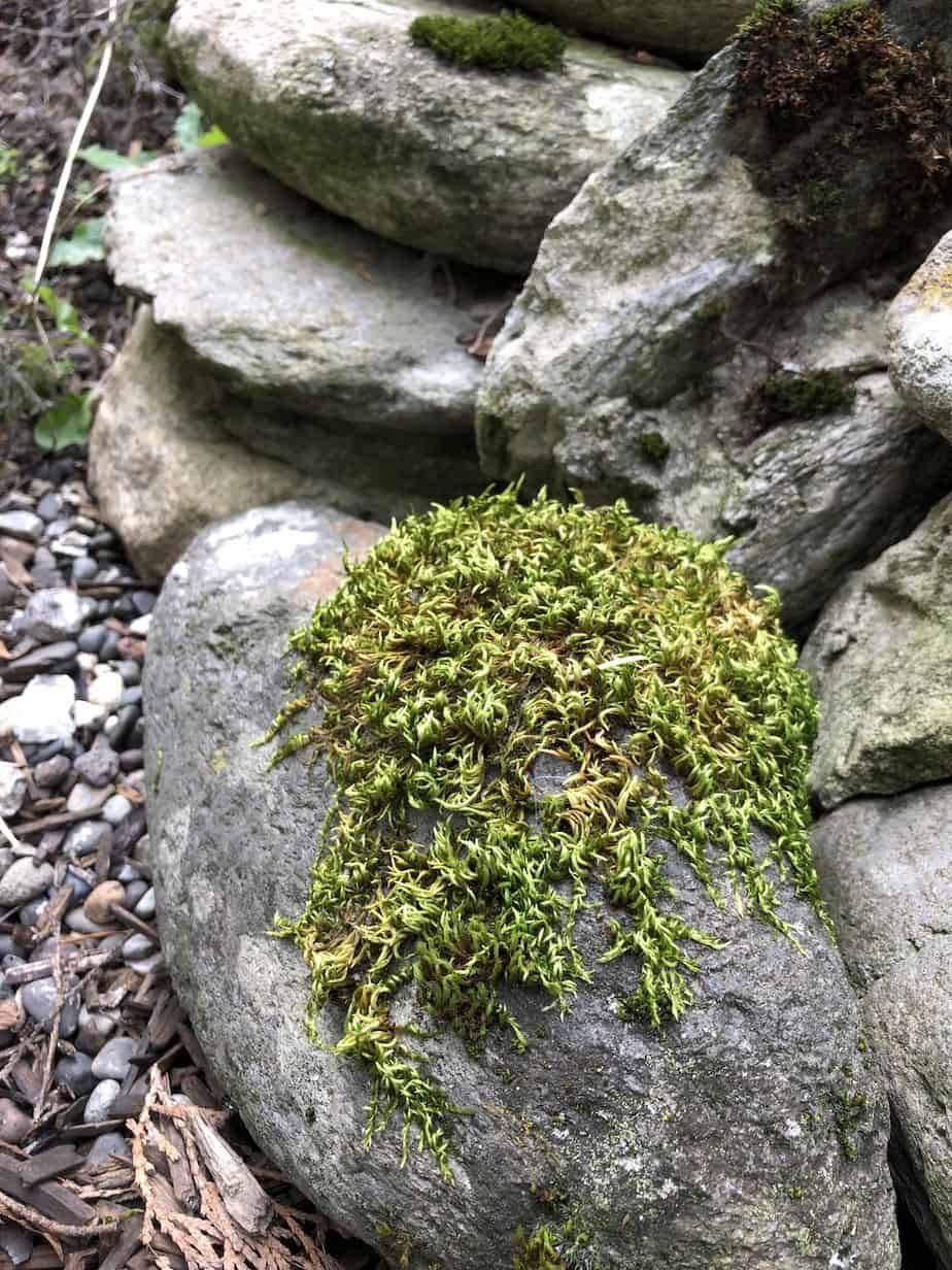 25 Types of Moss Garden Ideas To Try This Year | SharonSable
