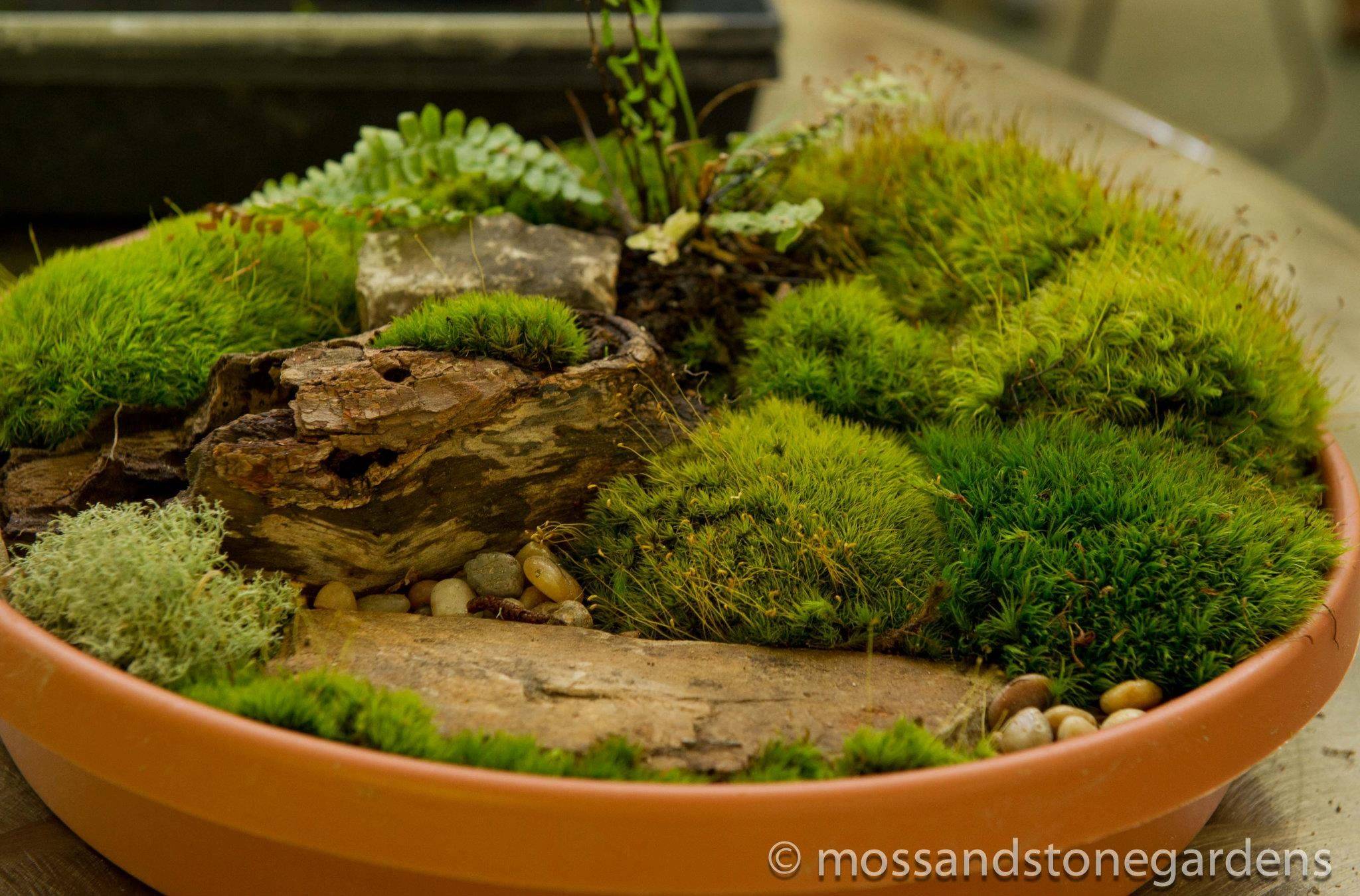 25 Types of Moss Garden Ideas To Try This Year | SharonSable