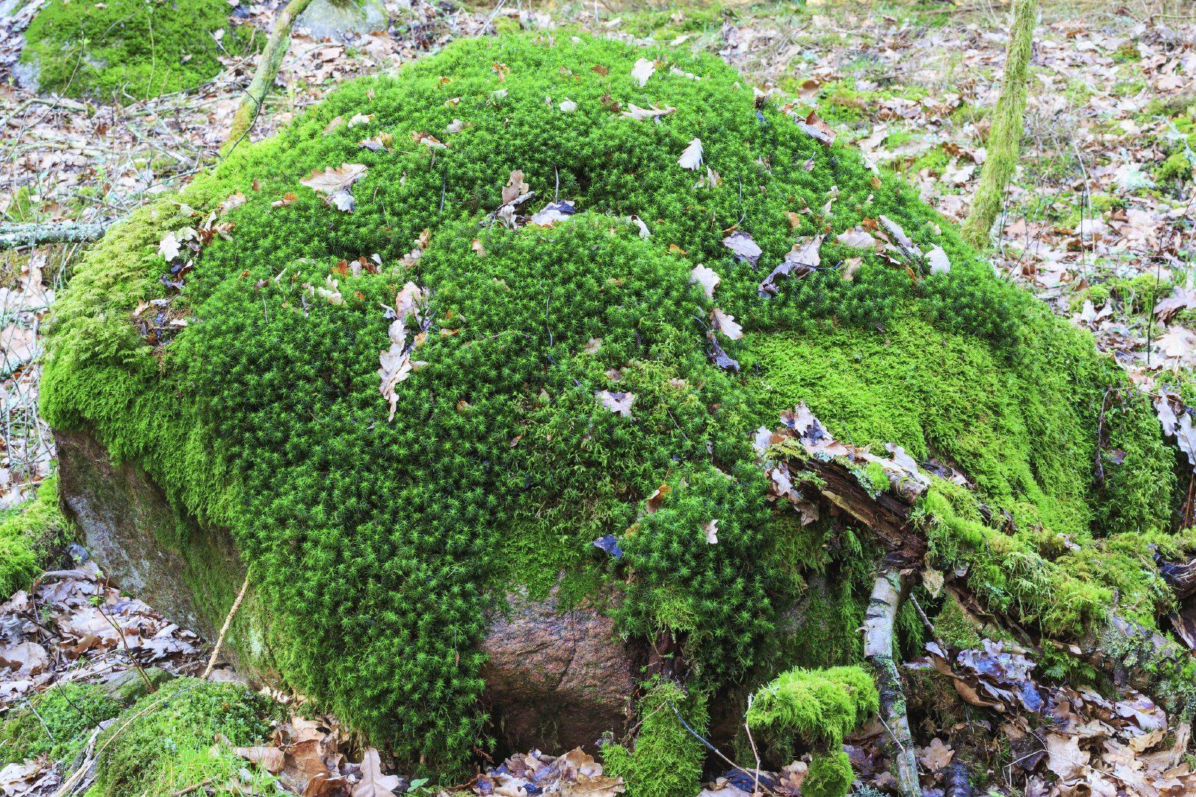 25 Types of Moss Garden Ideas To Try This Year | SharonSable