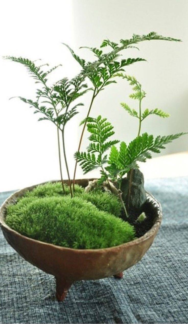 24 Fern and Moss Garden Ideas You Cannot Miss | SharonSable