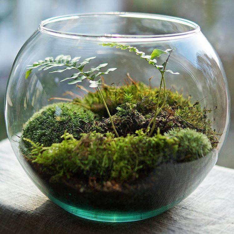 24 Fern and Moss Garden Ideas You Cannot Miss | SharonSable