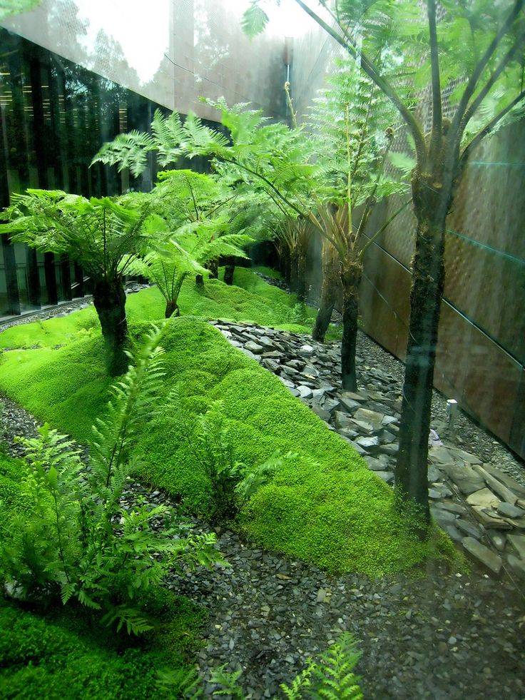 24 Fern and Moss Garden Ideas You Cannot Miss | SharonSable