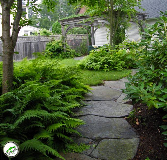 24 Fern and Moss Garden Ideas You Cannot Miss | SharonSable