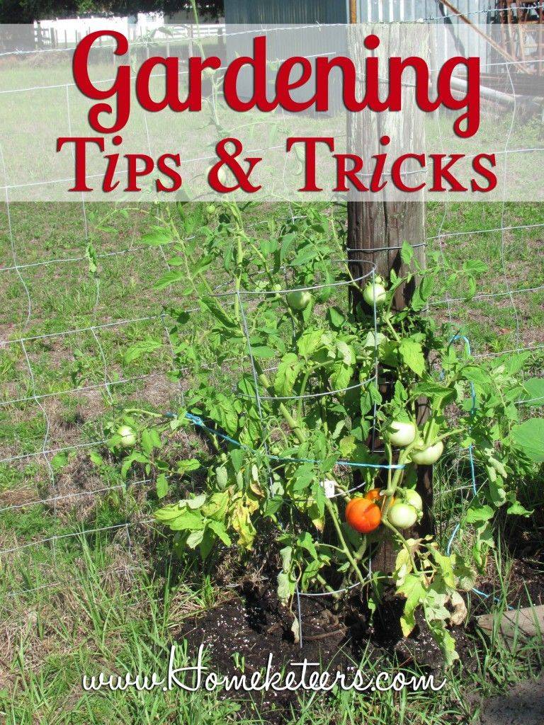 20 Summer Gardening Tips Ideas You Should Check | SharonSable