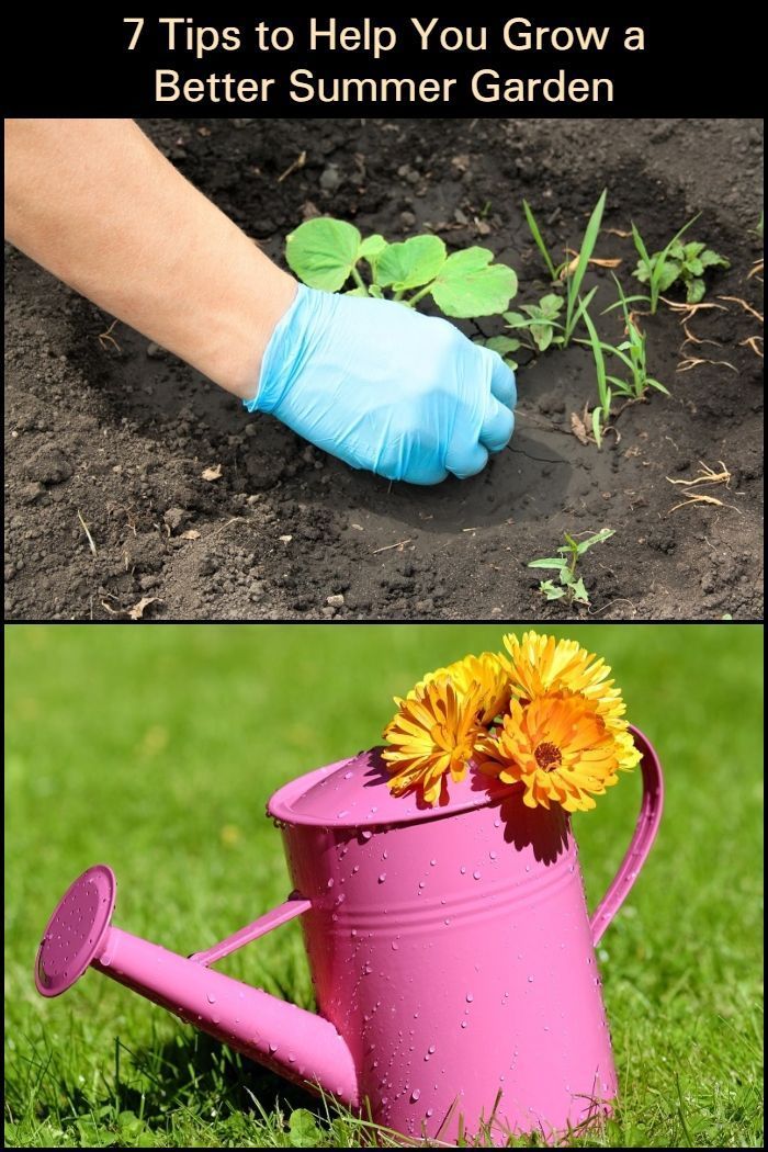 20 Summer Gardening Tips Ideas You Should Check | SharonSable
