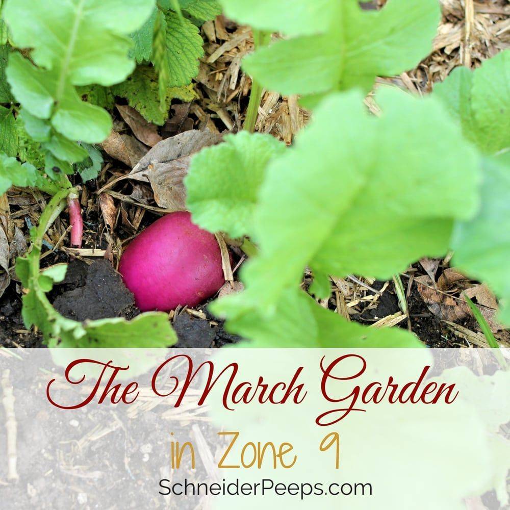 21 March Gardening Tips Ideas You Must Look | SharonSable