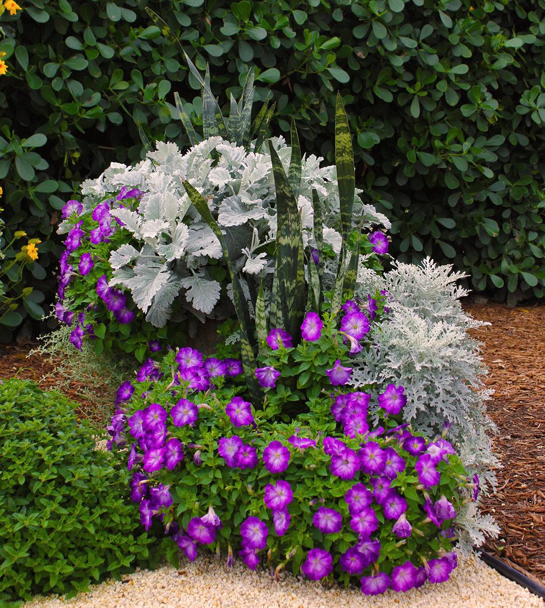 22 Purple Garden Ideas To Try This Year | SharonSable