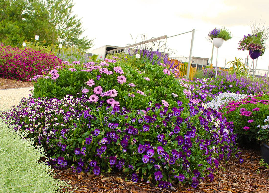 22 Purple Garden Ideas To Try This Year | SharonSable
