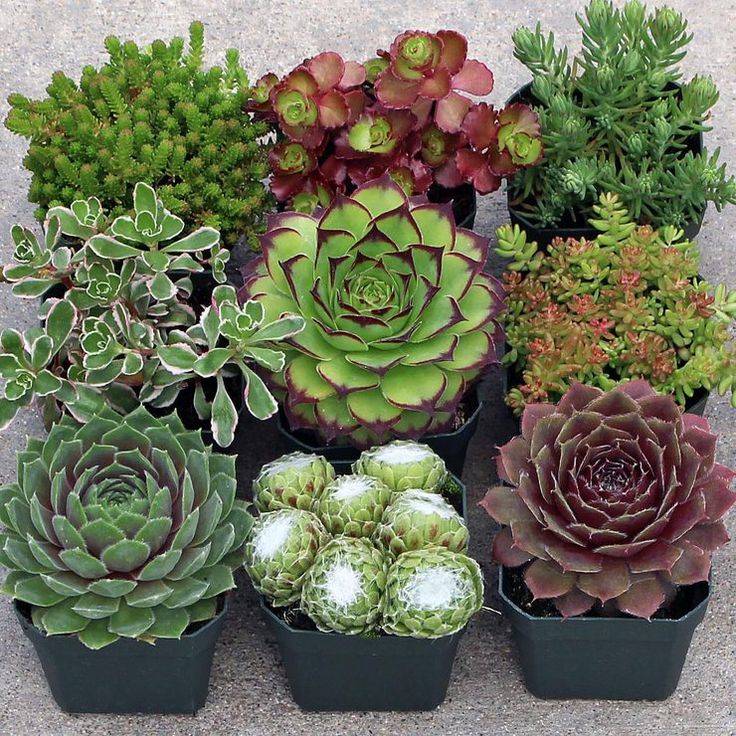 23 Sempervivum Rock Garden Ideas You Gonna Love | SharonSable
