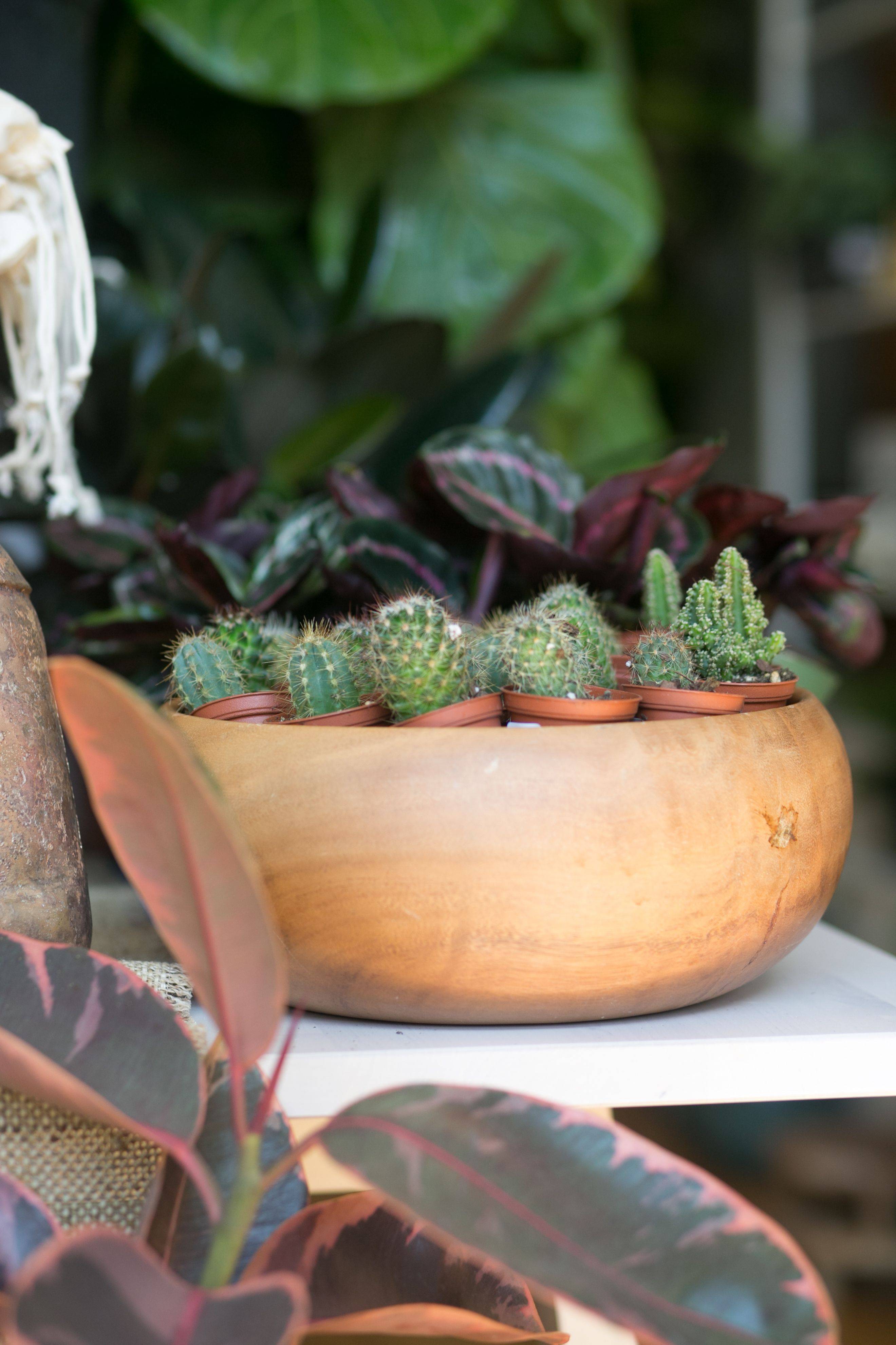 21 Cactus Zen Garden Ideas For This Year | SharonSable