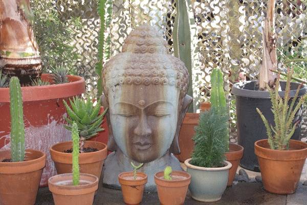 21 Cactus Zen Garden Ideas For This Year | SharonSable