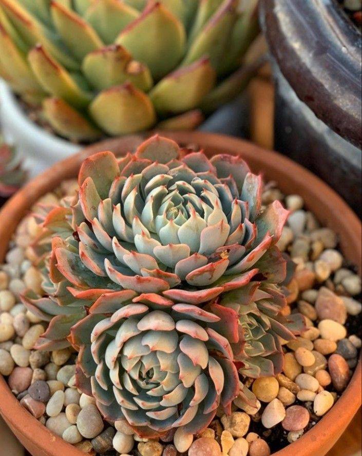 21 Cactus Zen Garden Ideas For This Year | SharonSable