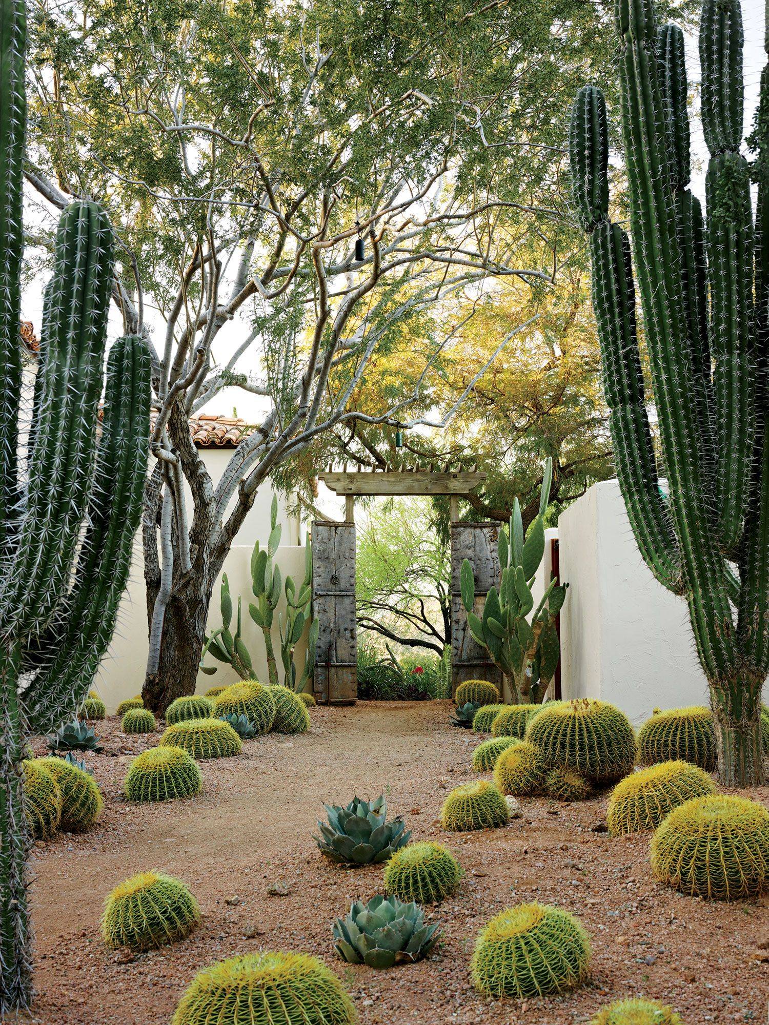 21 Cactus Zen Garden Ideas For This Year | SharonSable