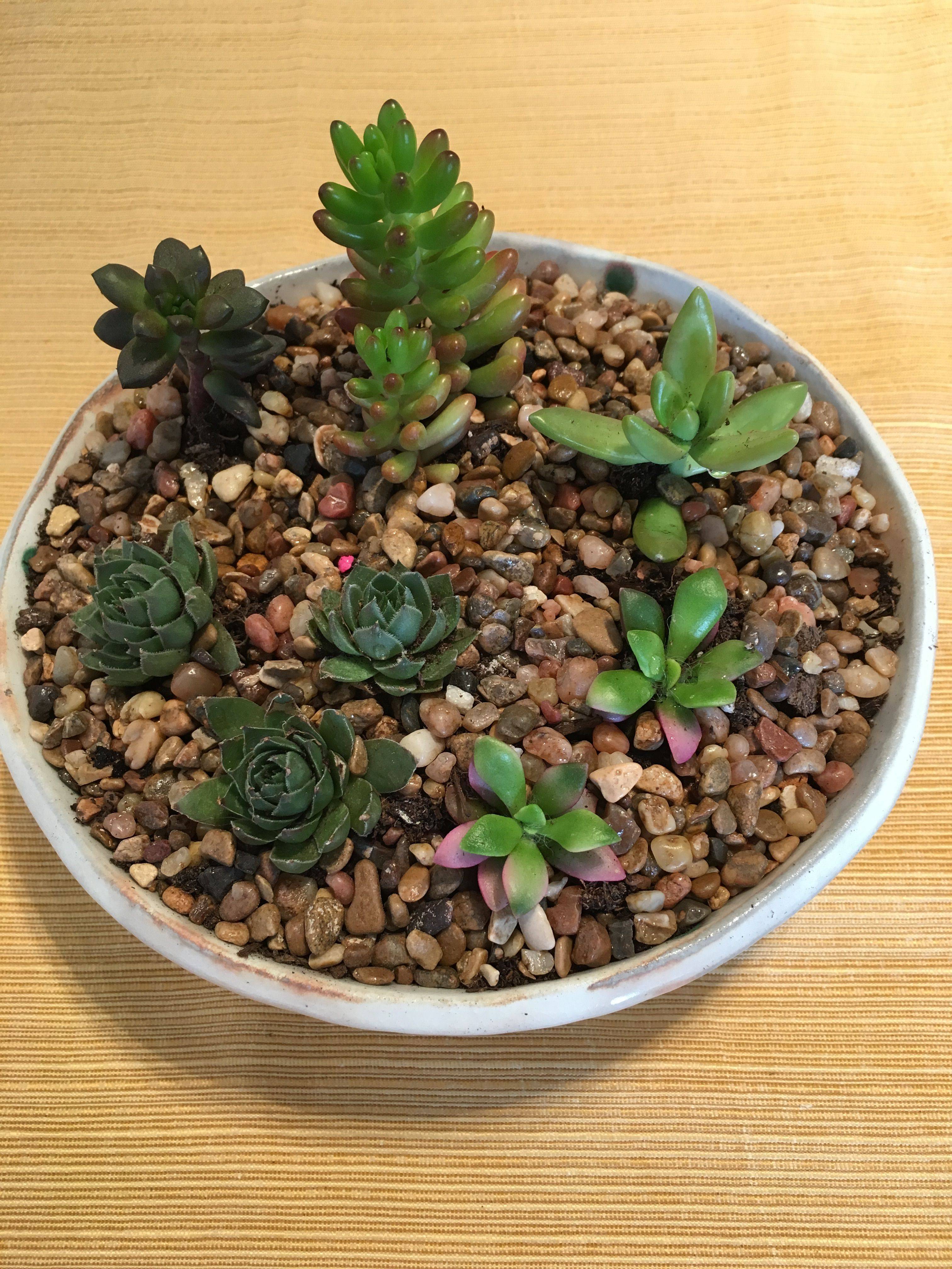 21 Cactus Zen Garden Ideas For This Year | SharonSable