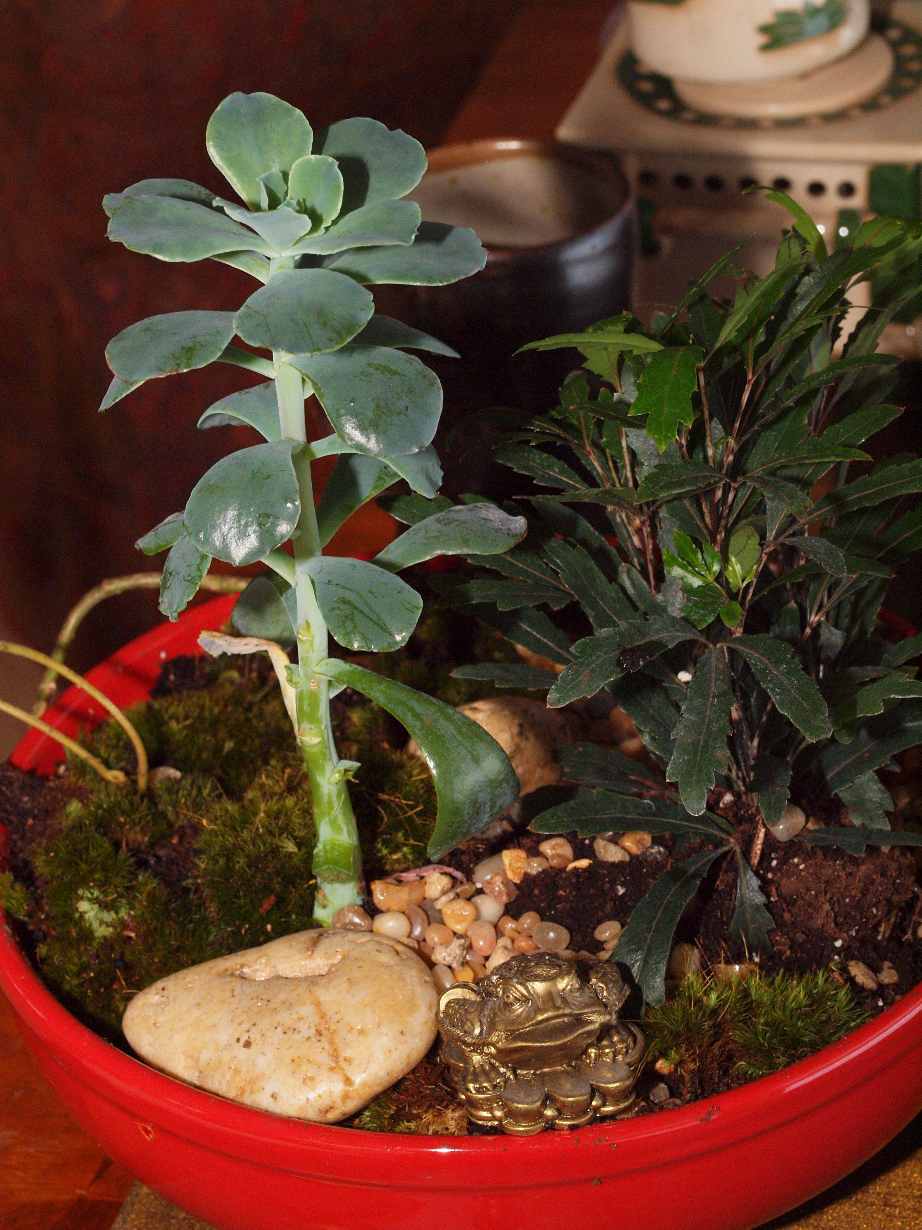 21 Cactus Zen Garden Ideas For This Year | SharonSable