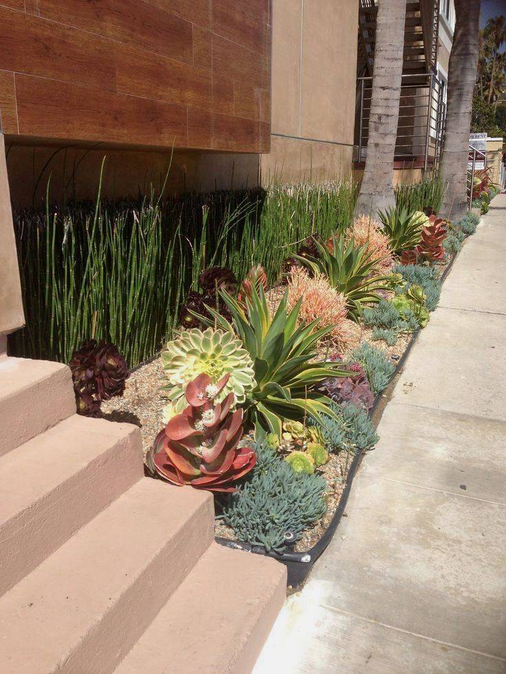 21 Cactus Zen Garden Ideas For This Year | SharonSable