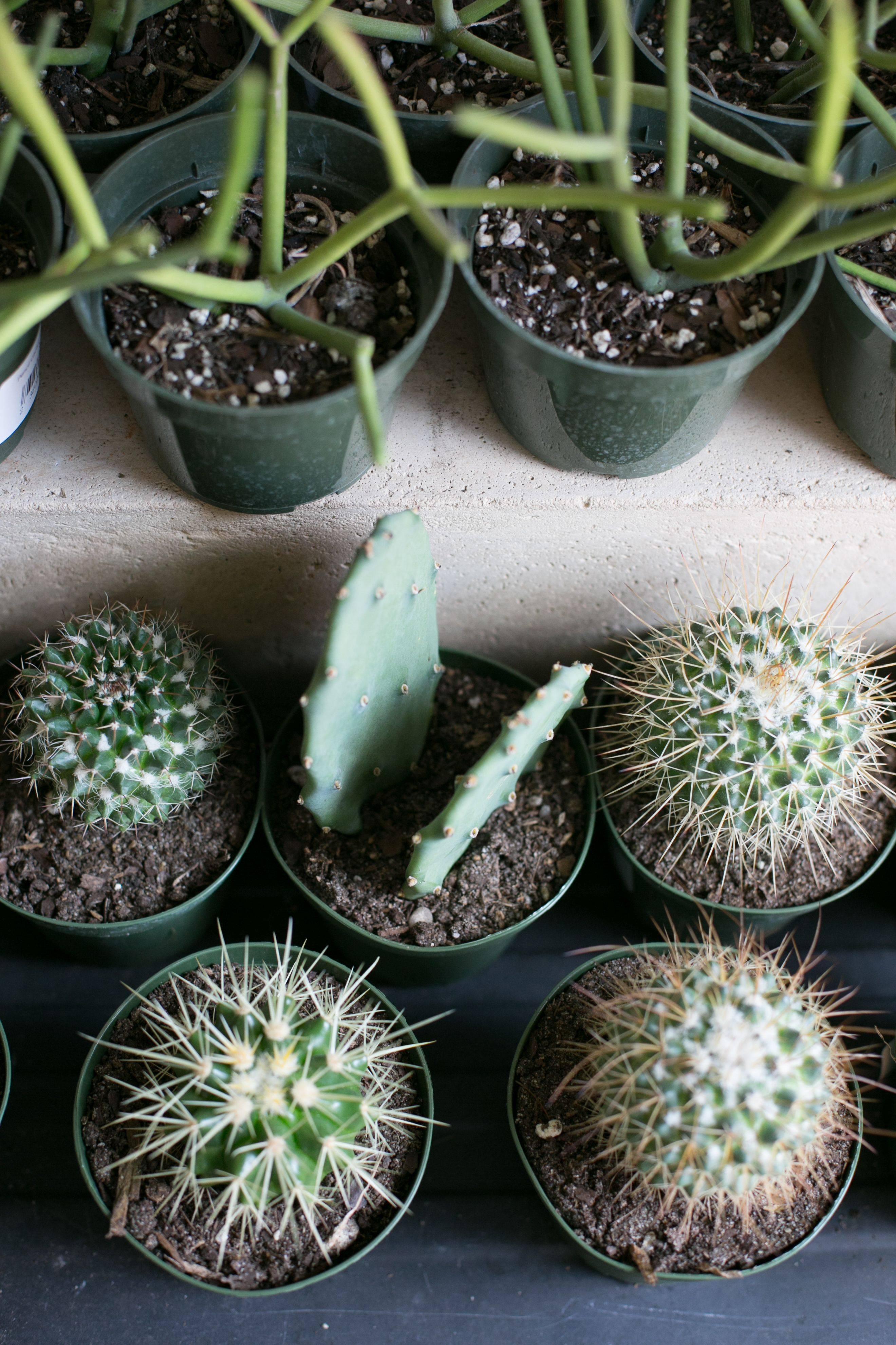 21 Cactus Zen Garden Ideas For This Year | SharonSable