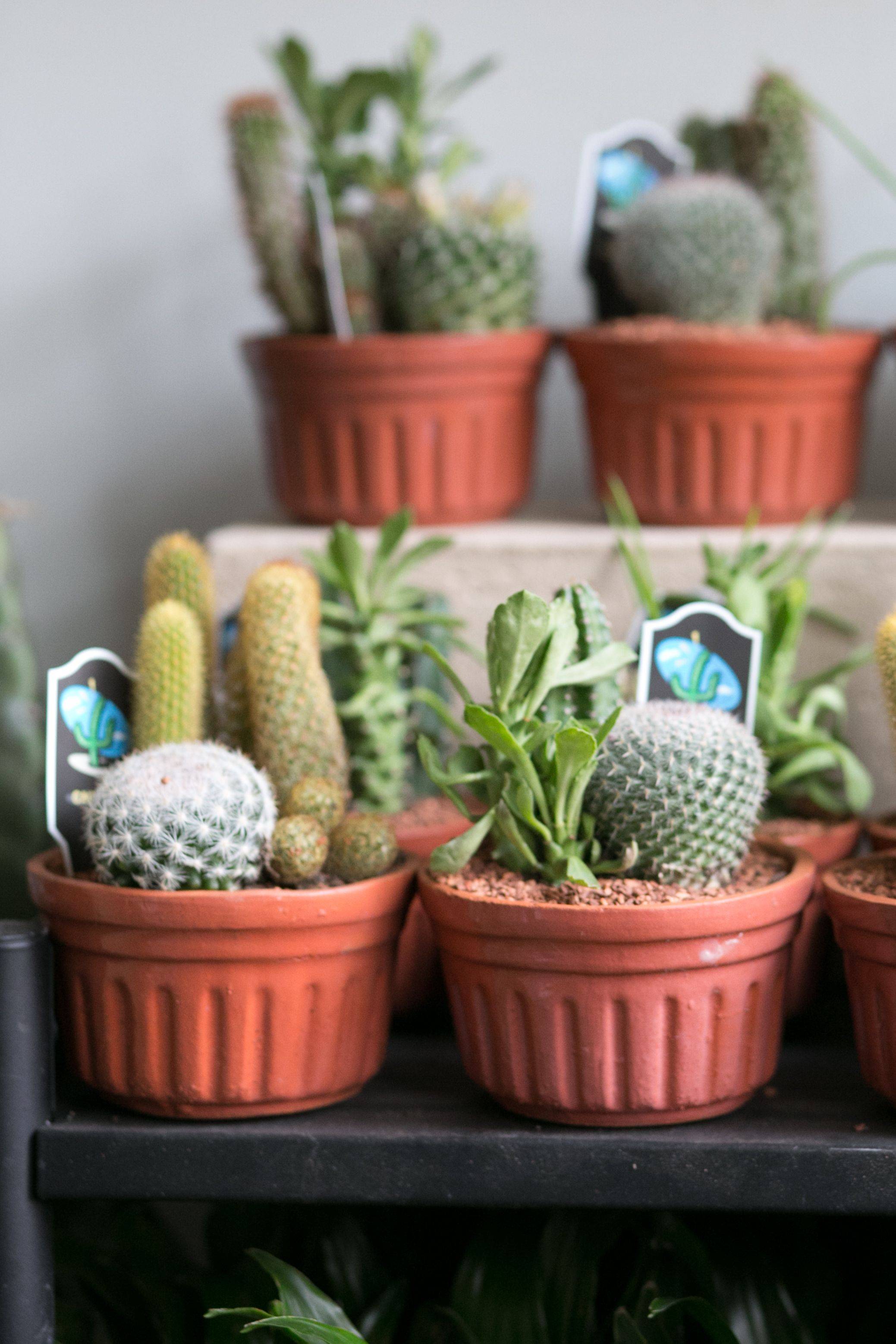 21 Cactus Zen Garden Ideas For This Year | SharonSable