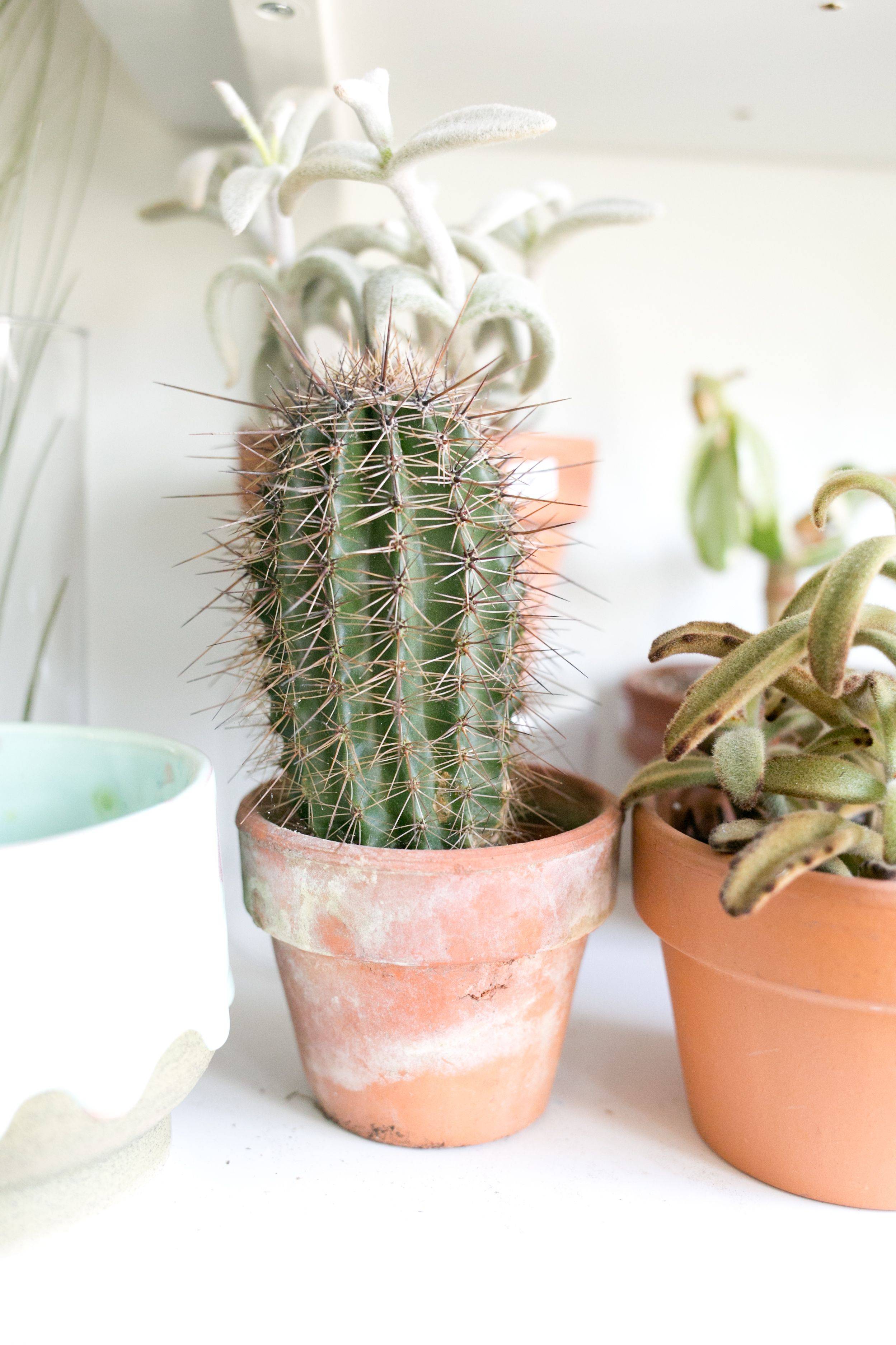 21 Cactus Zen Garden Ideas For This Year | SharonSable