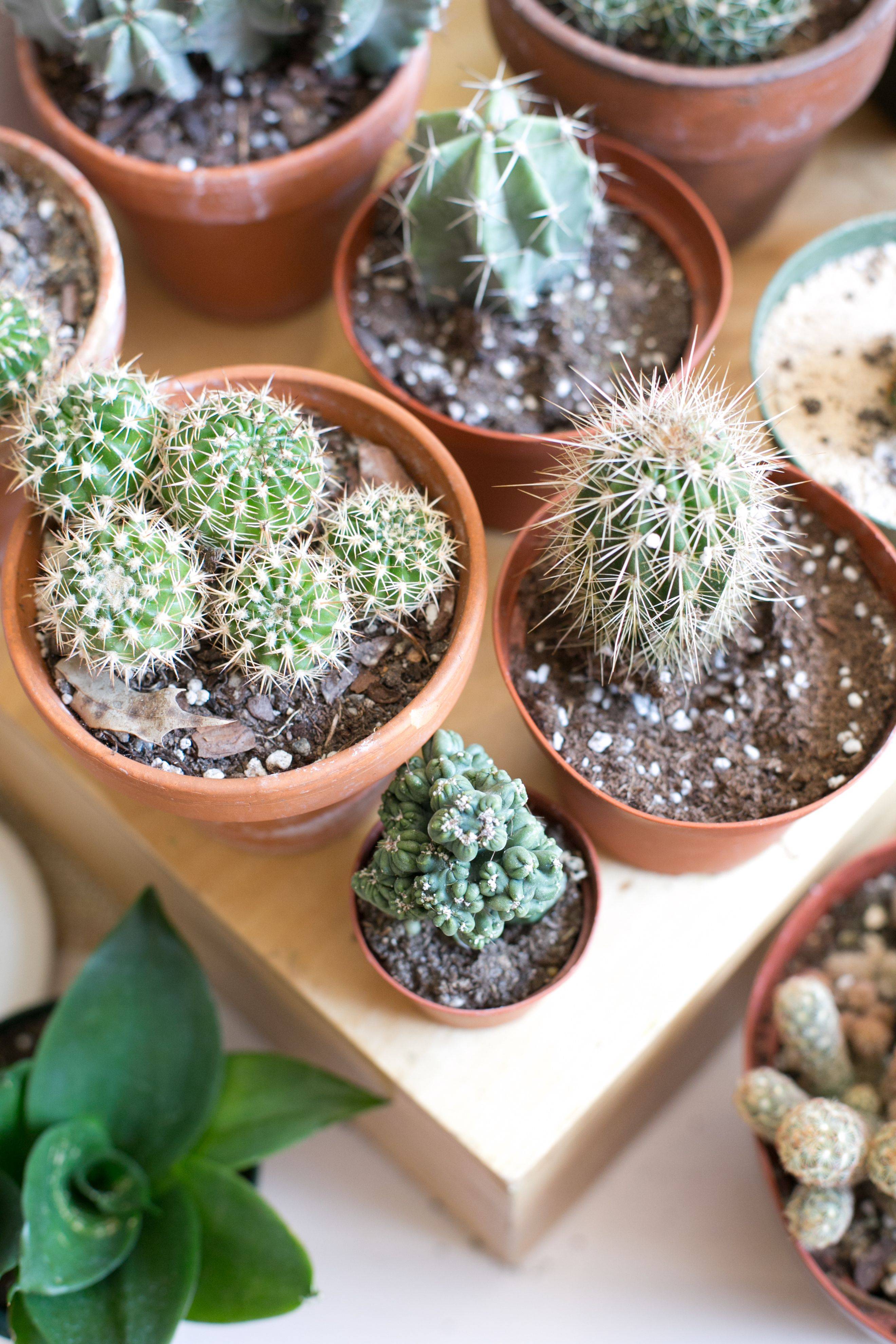 21 Cactus Zen Garden Ideas For This Year | SharonSable