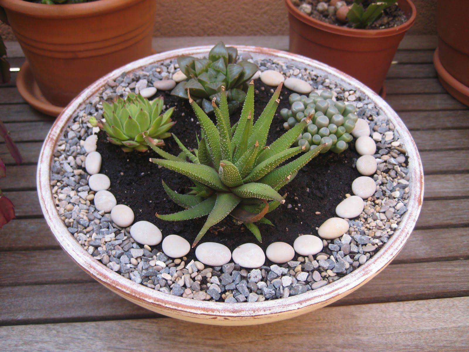 21 Cactus Zen Garden Ideas For This Year | SharonSable