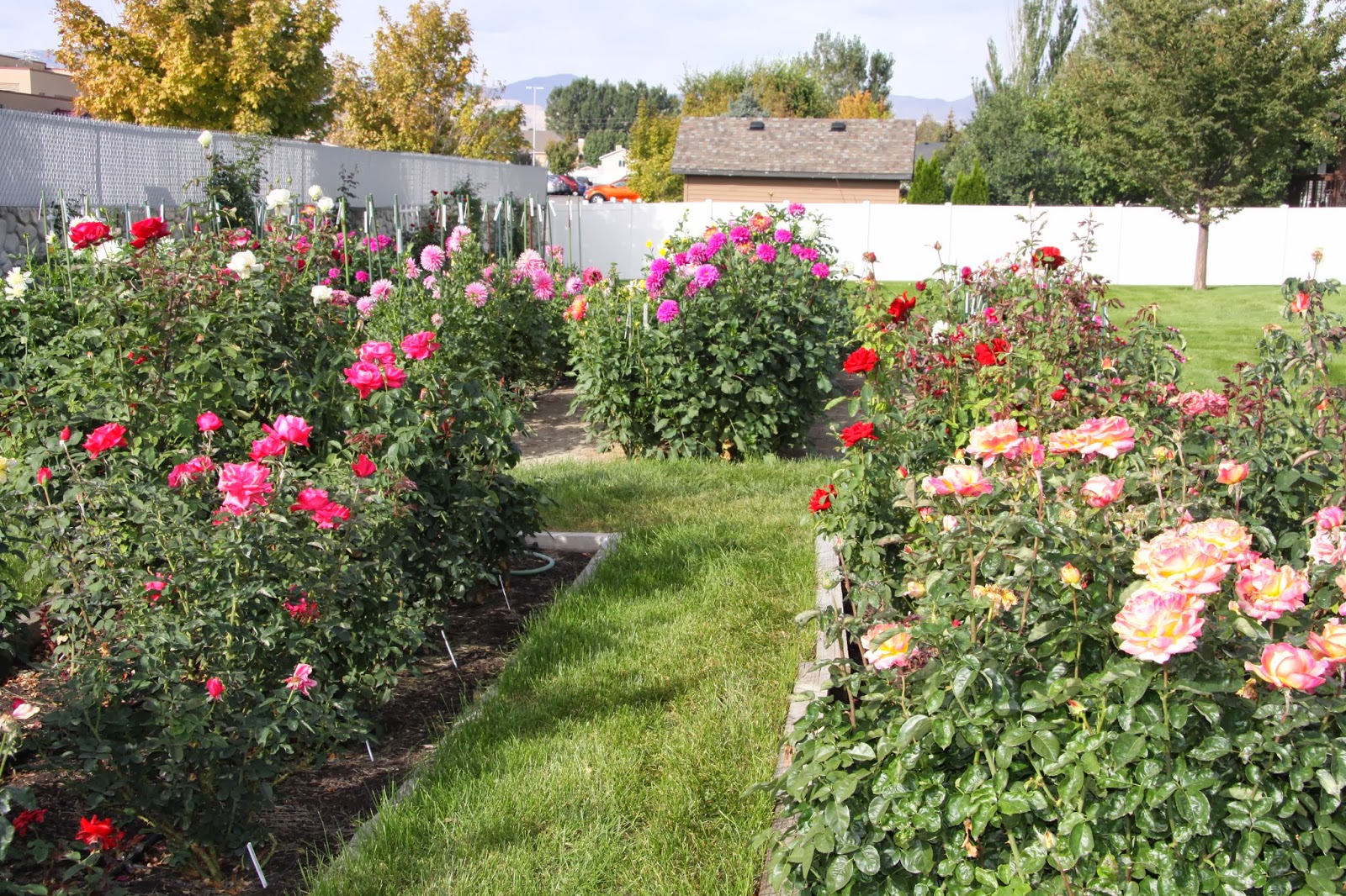 21 Raised Rose Garden Beds Ideas To Consider | SharonSable