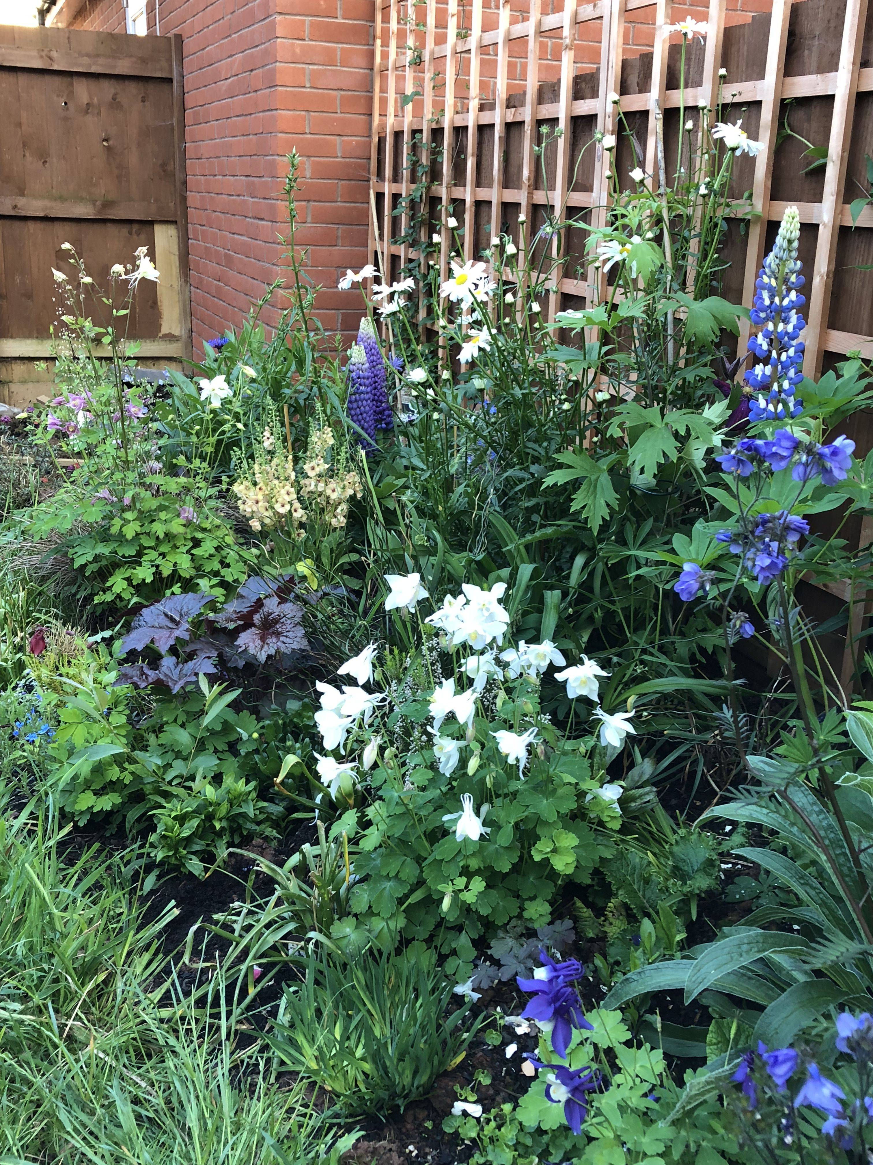 24 Perennial Cottage Garden Plants Ideas Worth a Look | SharonSable