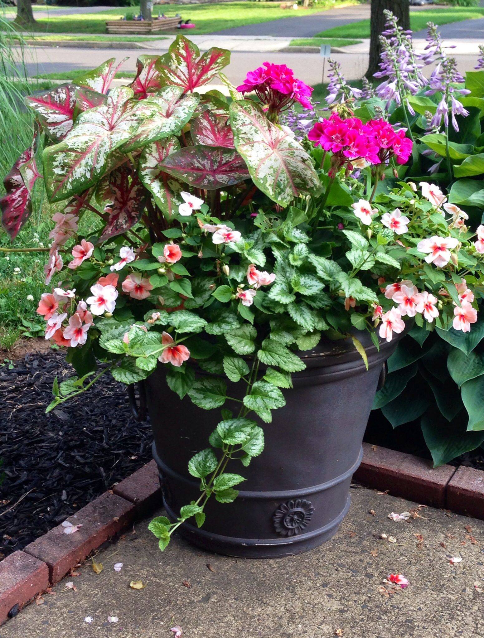 23 Container Garden with Geraniums Ideas To Consider | SharonSable