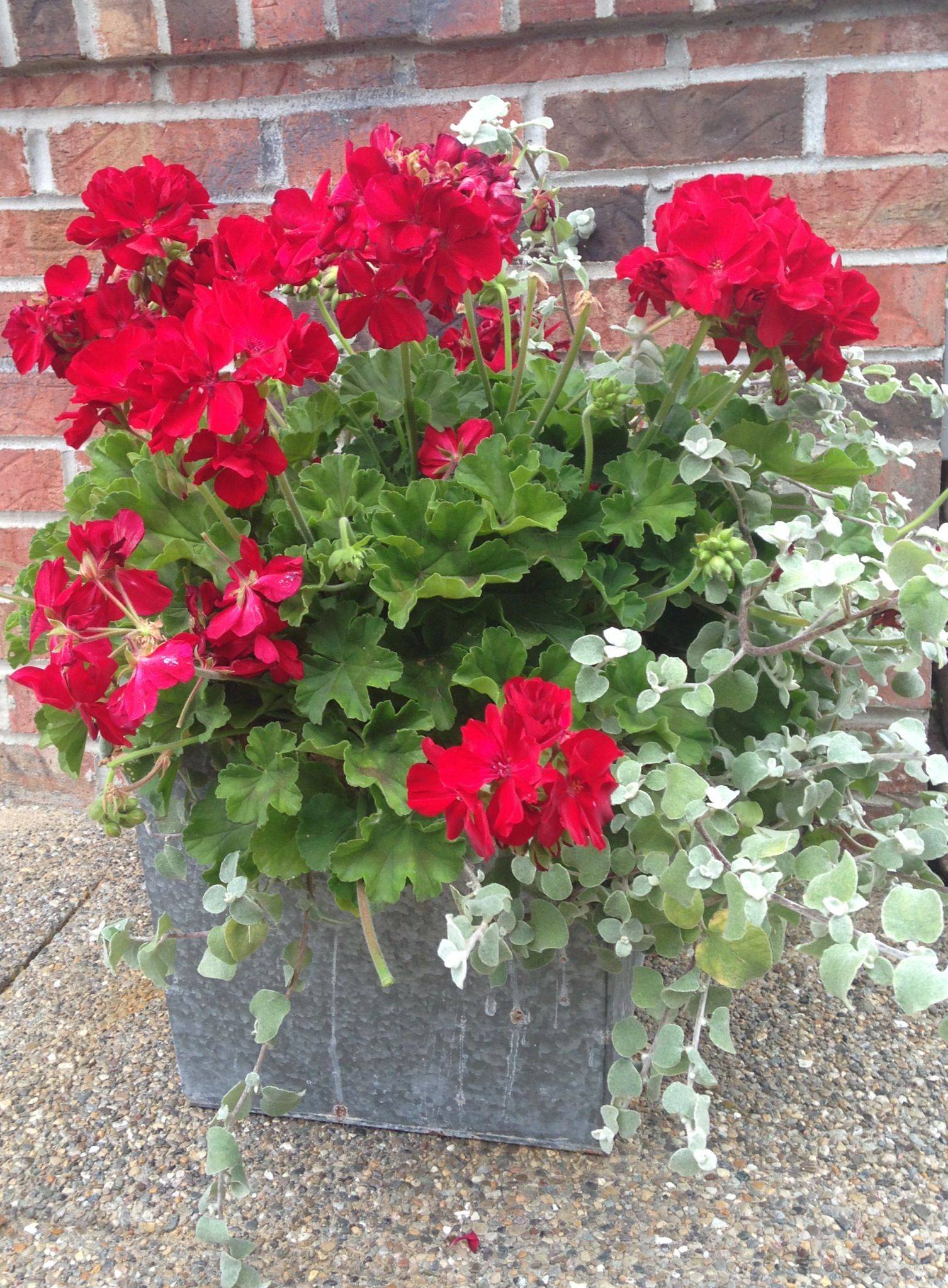 23 Container Garden with Geraniums Ideas To Consider | SharonSable