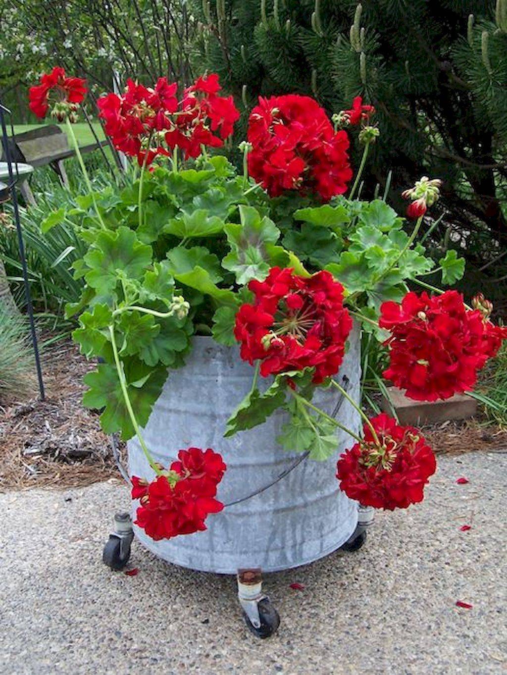 23 Container Garden with Geraniums Ideas To Consider | SharonSable