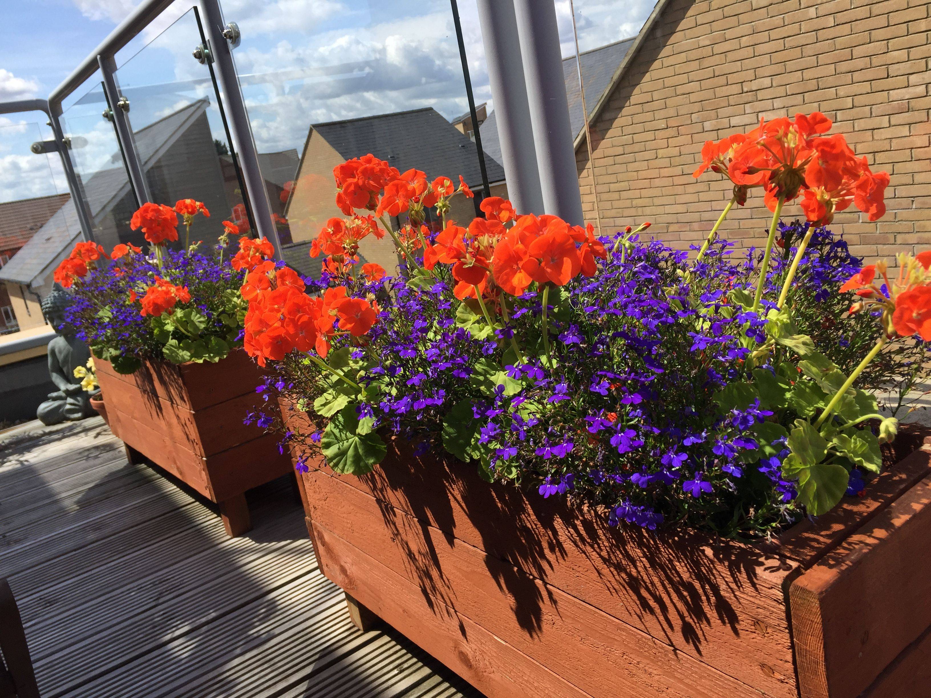 23 Container Garden with Geraniums Ideas To Consider | SharonSable
