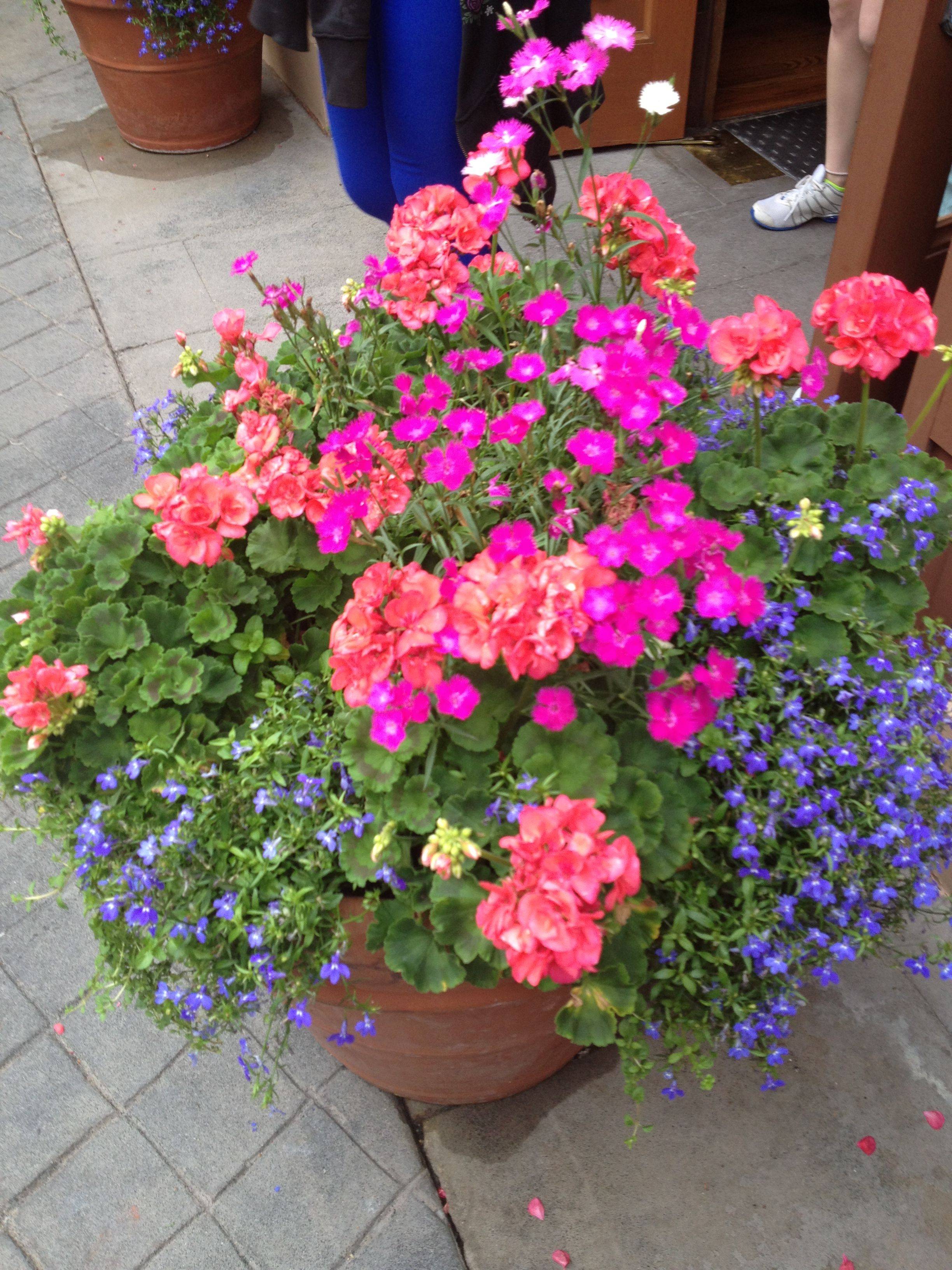 23 Container Garden with Geraniums Ideas To Consider | SharonSable