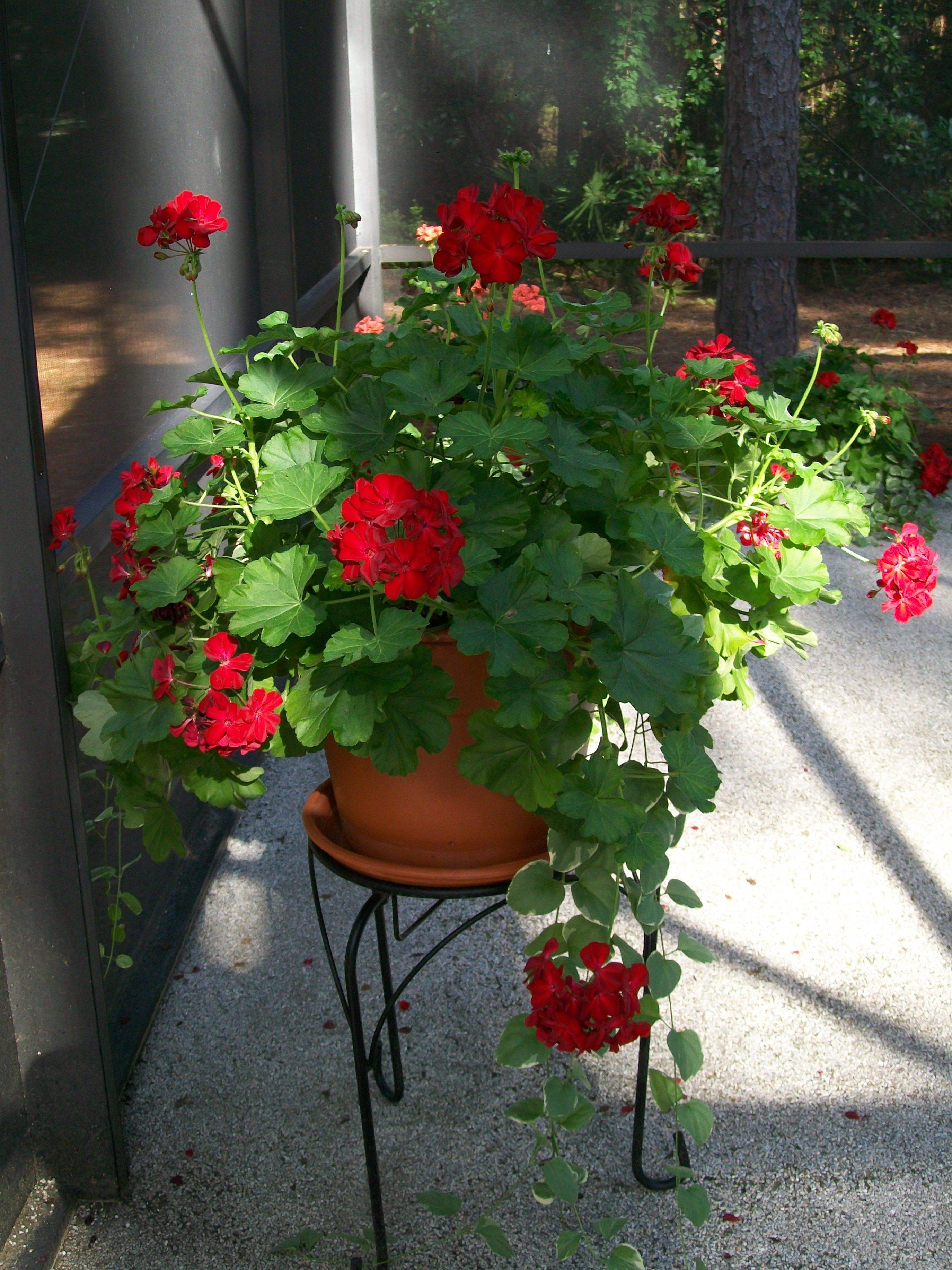 23 Container Garden with Geraniums Ideas To Consider | SharonSable