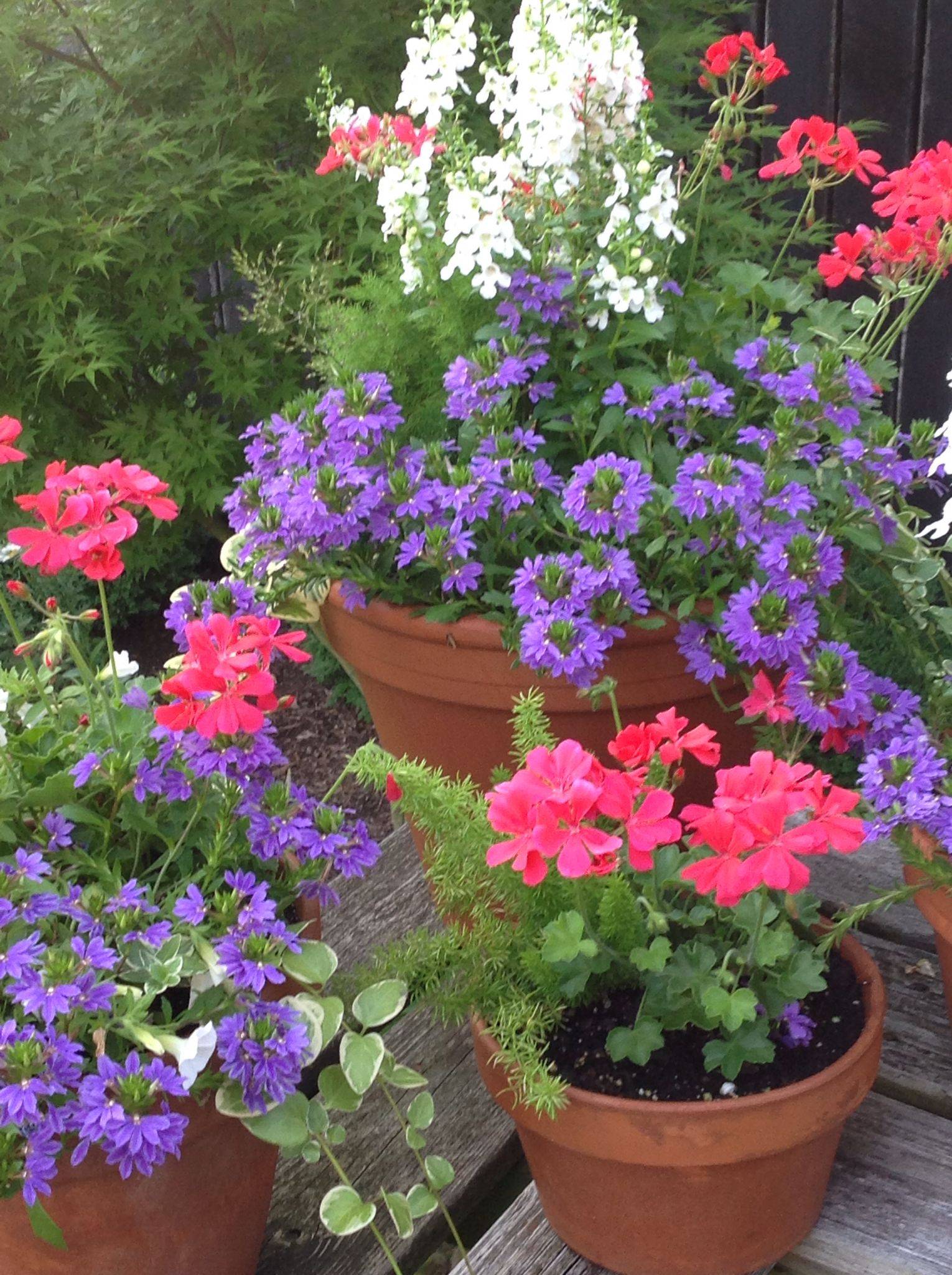 23 Container Garden with Geraniums Ideas To Consider | SharonSable