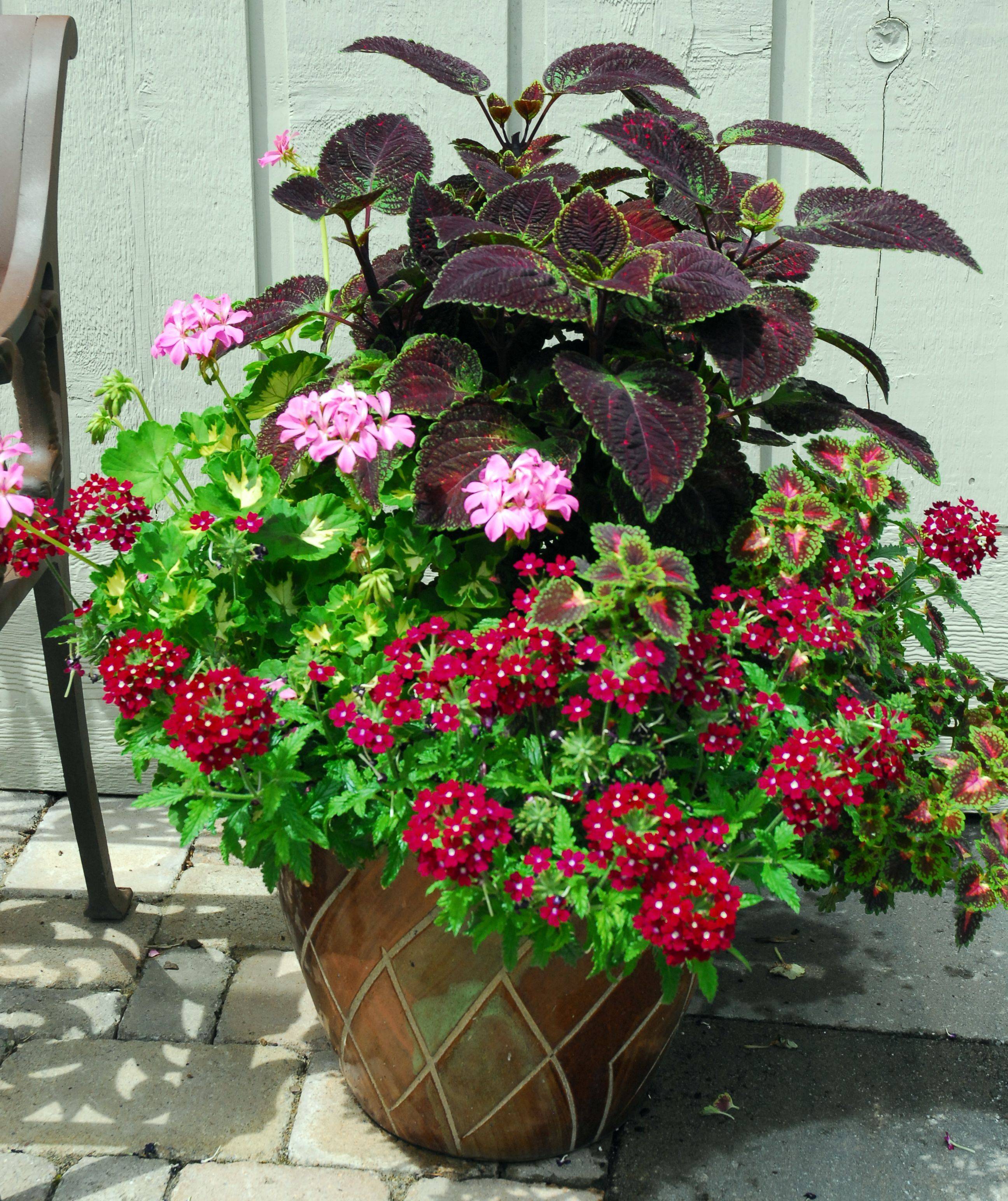 23 Container Garden with Geraniums Ideas To Consider | SharonSable