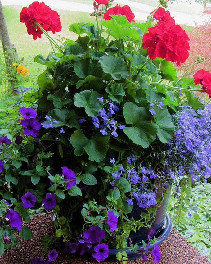 23 Container Garden with Geraniums Ideas To Consider | SharonSable