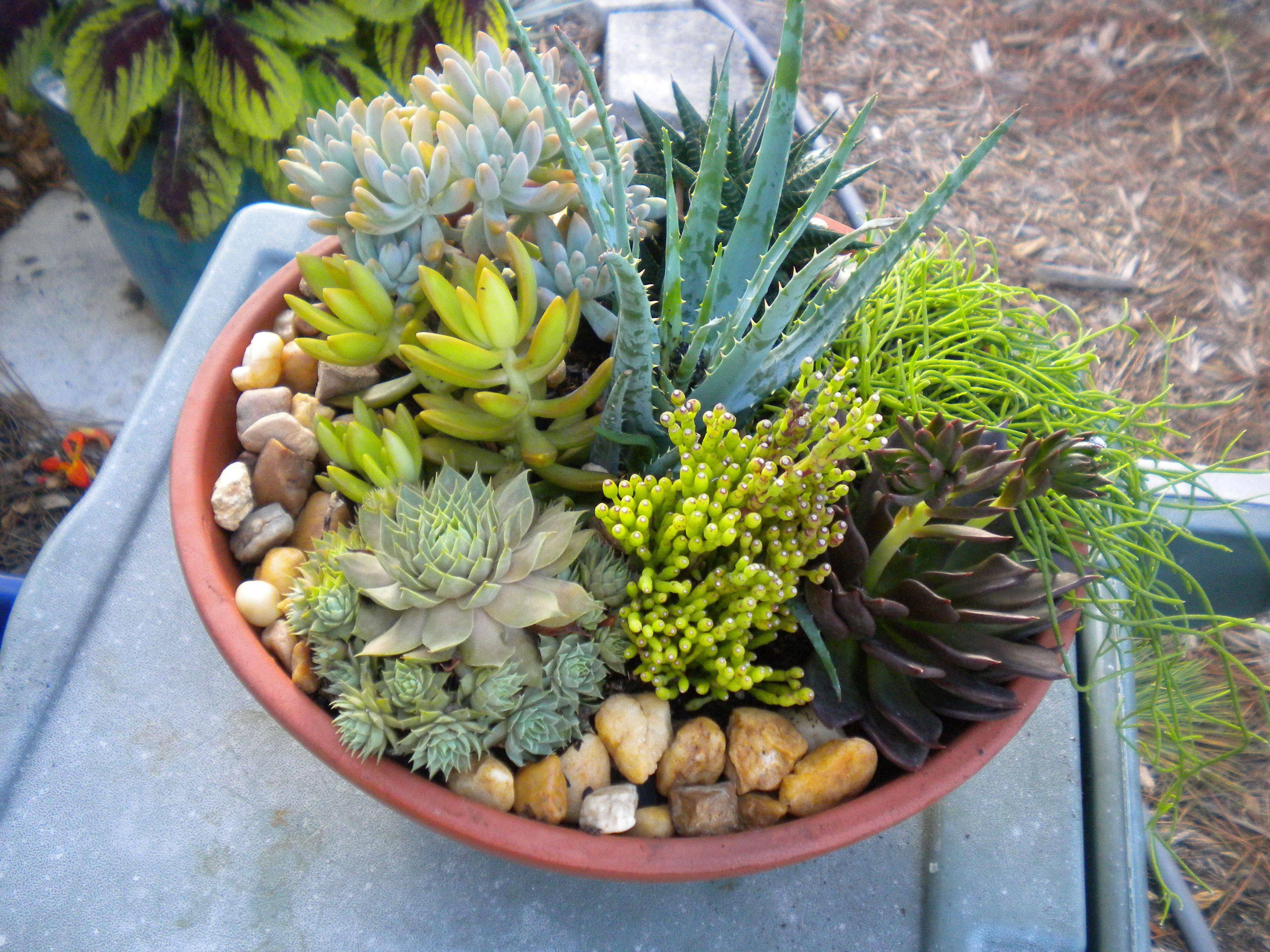 24 Succulent Dish Garden Containers Ideas To Try This Year | SharonSable