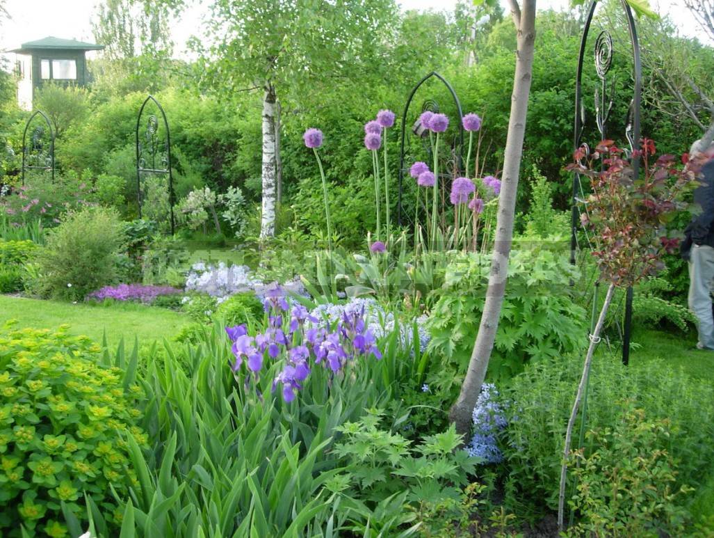 19 Allium Garden Ideas To Consider | SharonSable