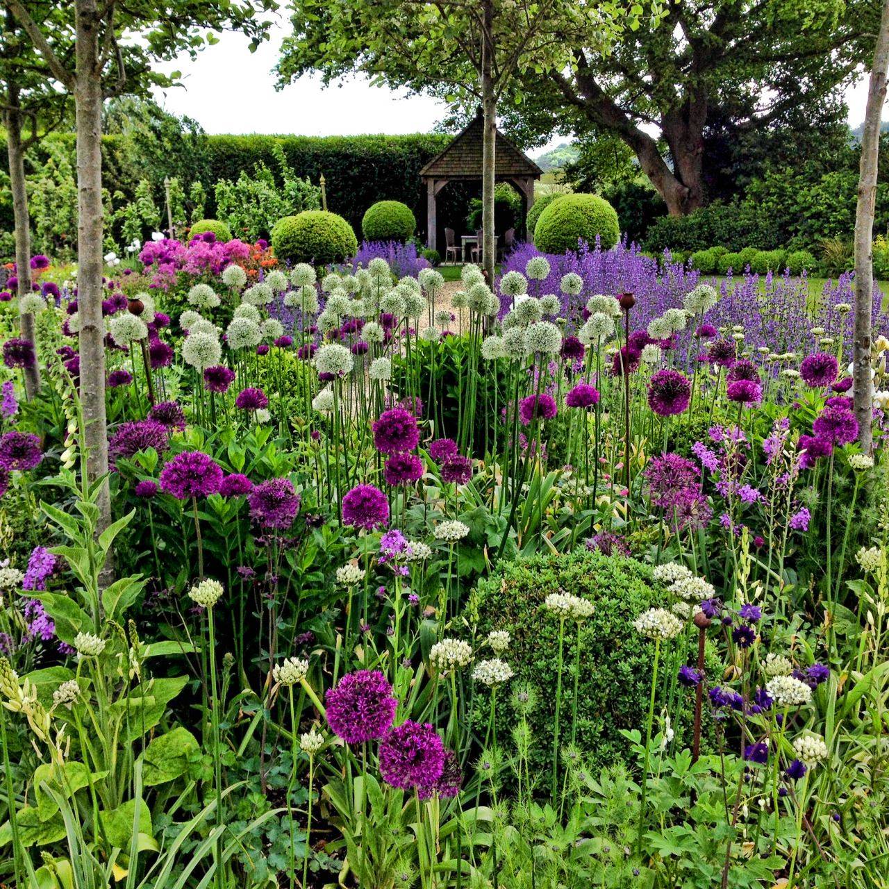 19 Allium Garden Ideas To Consider | SharonSable