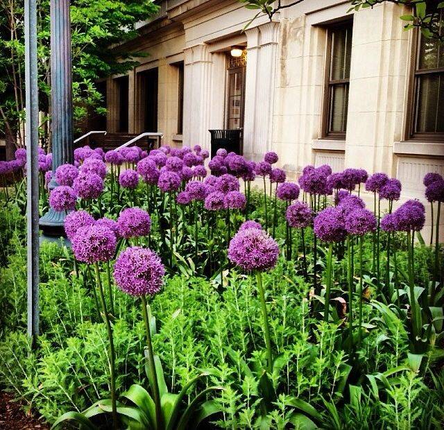19 Allium Garden Ideas To Consider | SharonSable