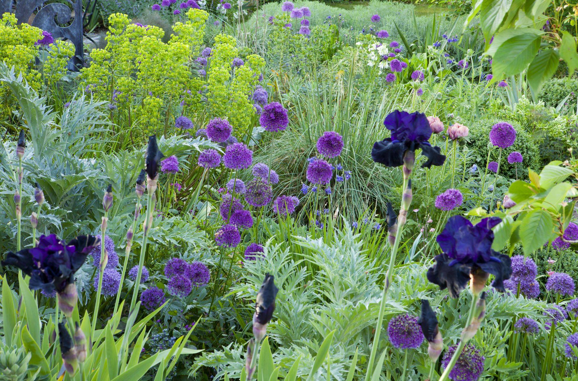 19 Allium Garden Design Ideas You Should Check | SharonSable