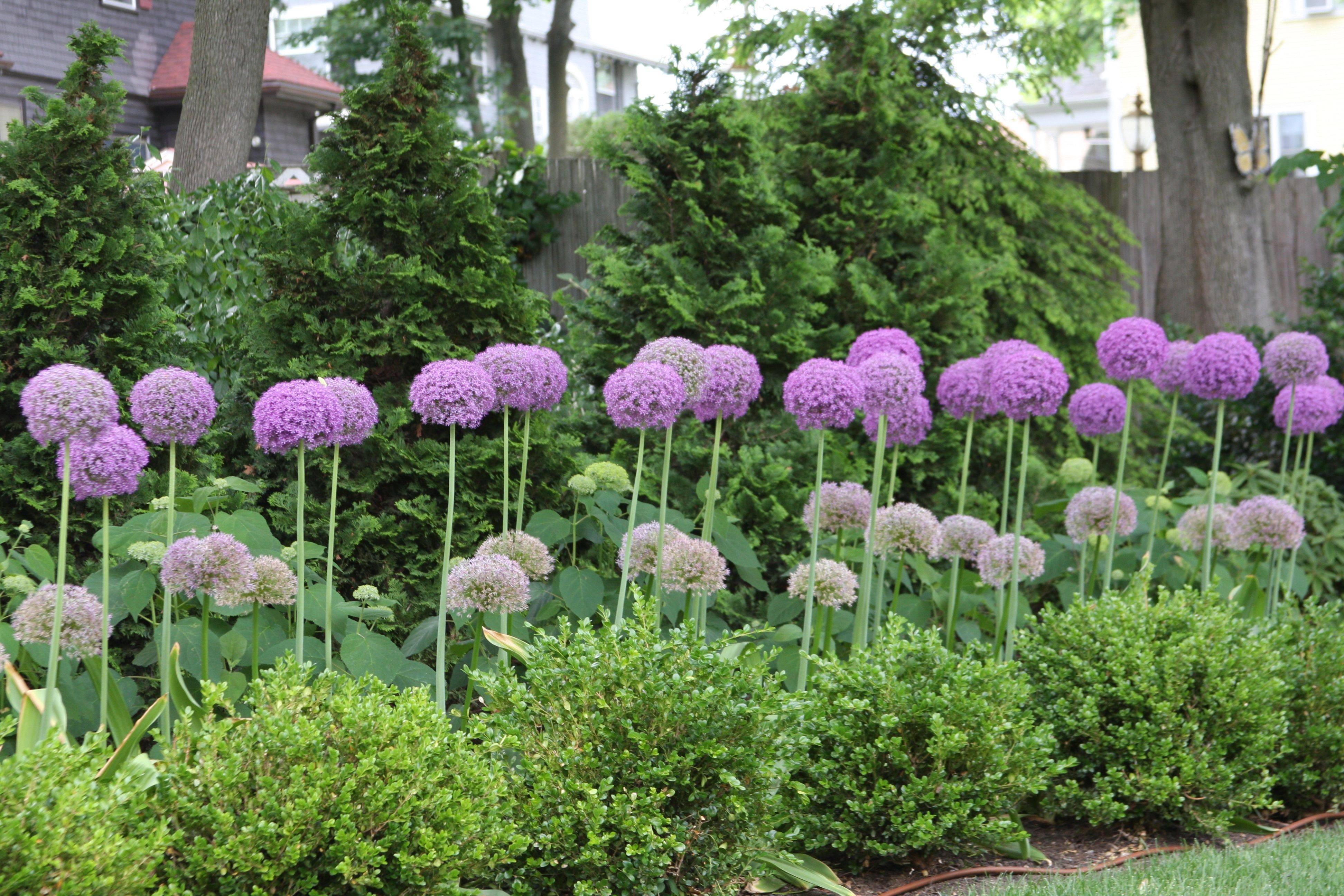 19 Allium Garden Design Ideas You Should Check | SharonSable