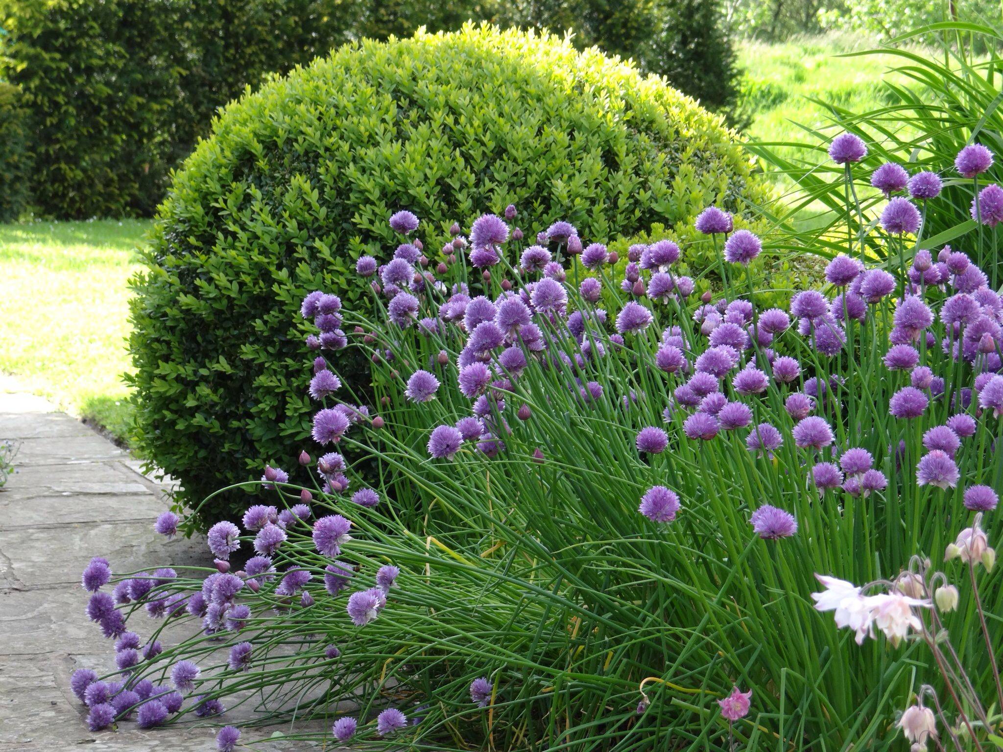 19 Allium Garden Design Ideas You Should Check | SharonSable