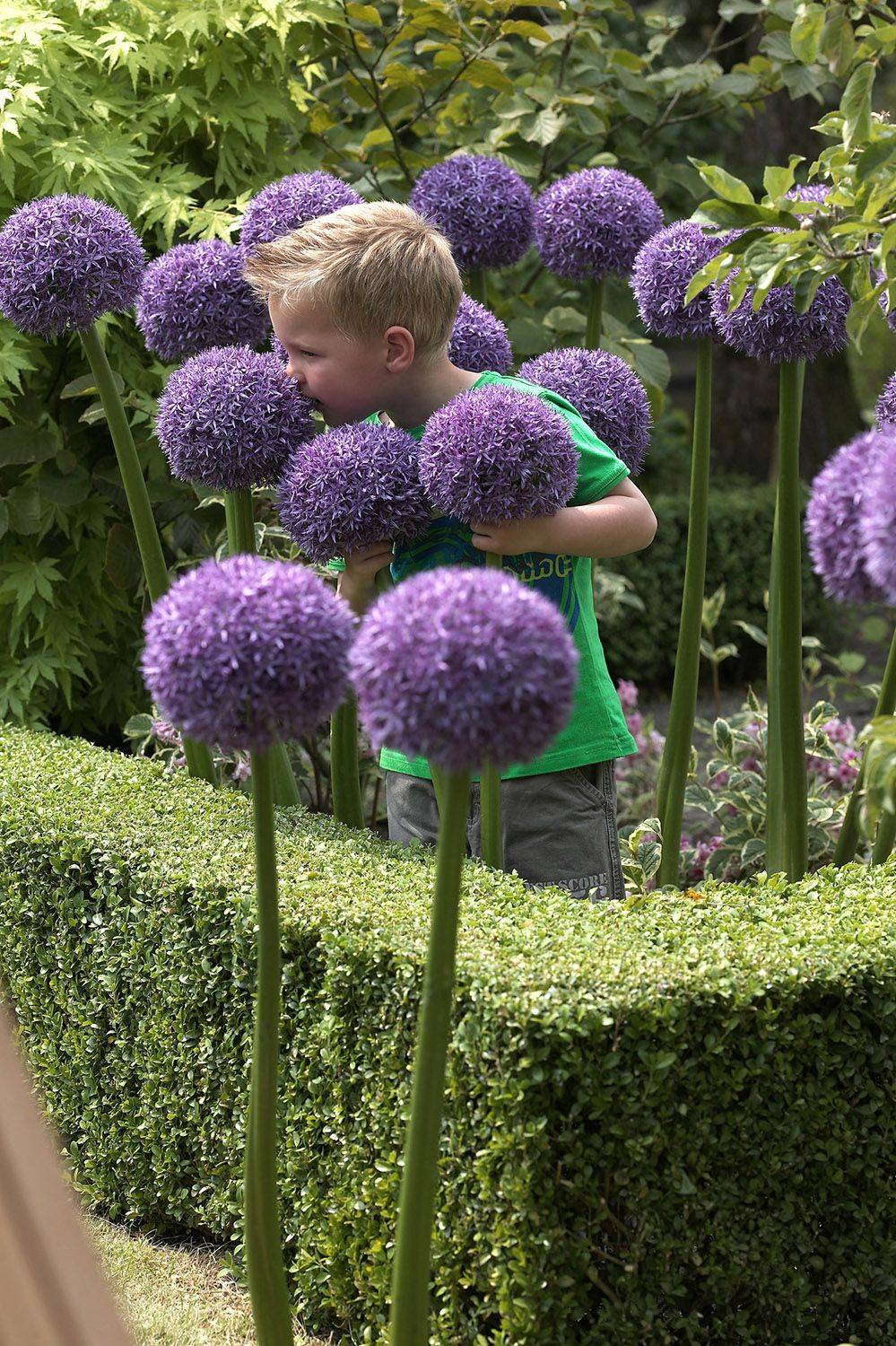 19 Allium Garden Design Ideas You Should Check | SharonSable
