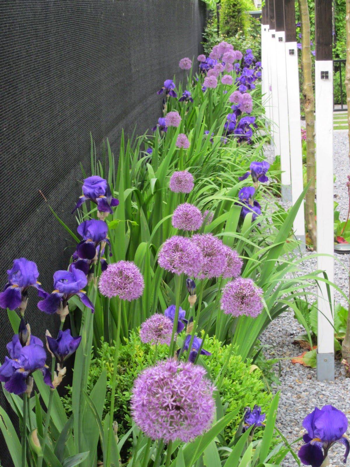 19 Allium Garden Design Ideas You Should Check | SharonSable